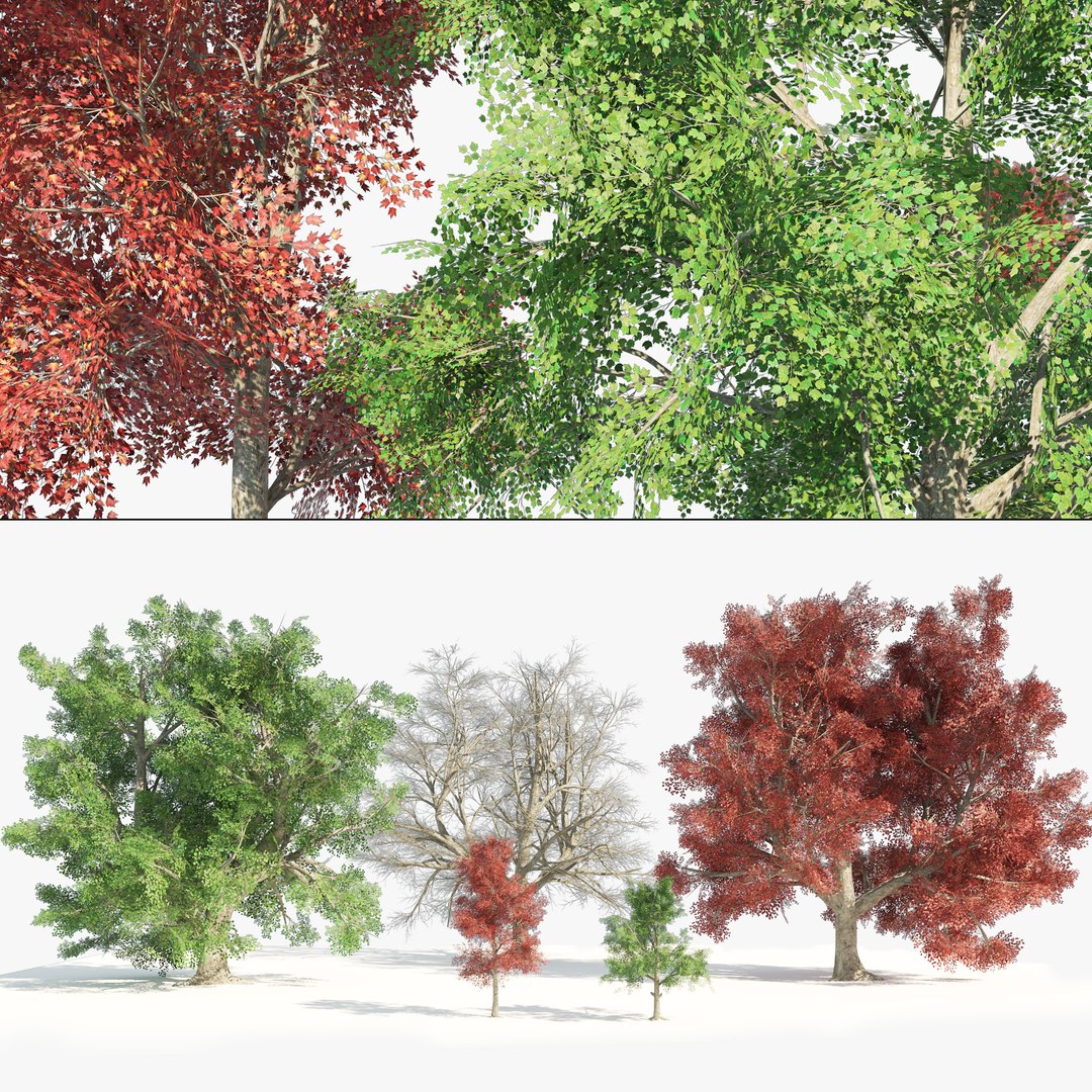 Summer And Fall Red Maple Trees 3D Model - TurboSquid 2072742