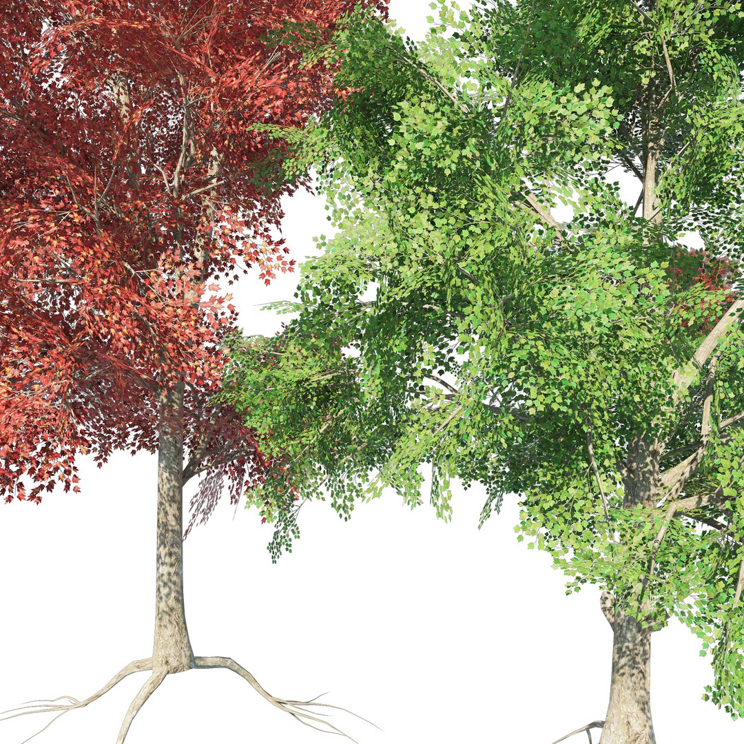 Summer And Fall Red Maple Trees 3D Model - TurboSquid 2072742