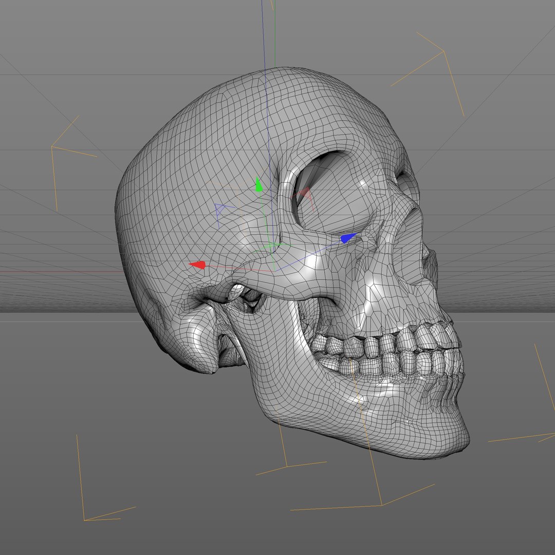3D skull anatomy - TurboSquid 1423979
