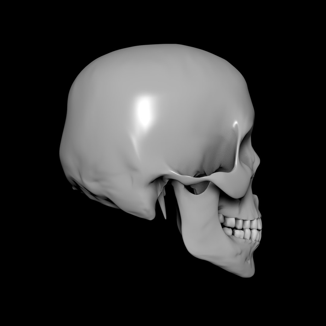 3D skull anatomy - TurboSquid 1423979