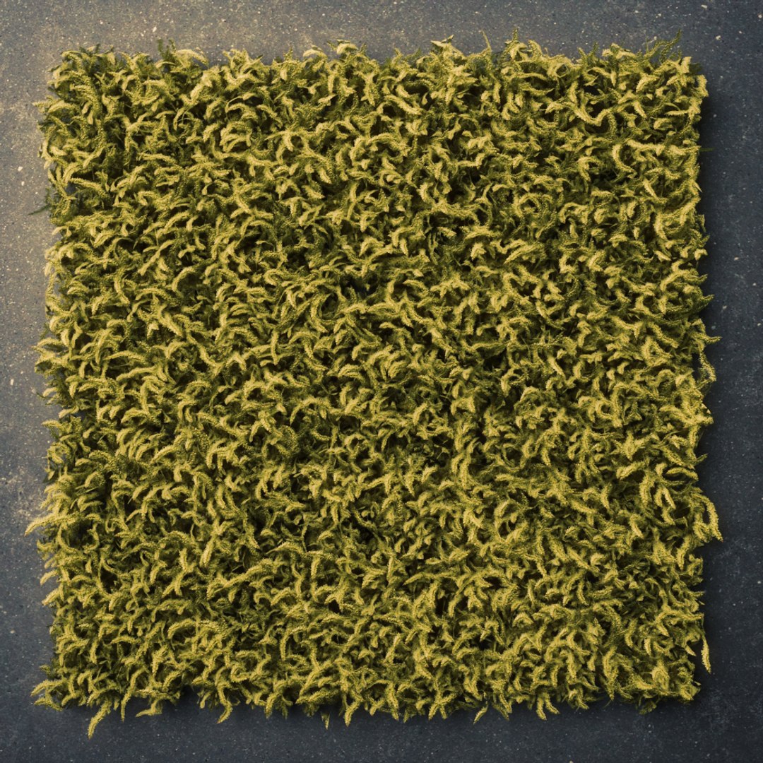 3D Moss Square Model - TurboSquid 1535041