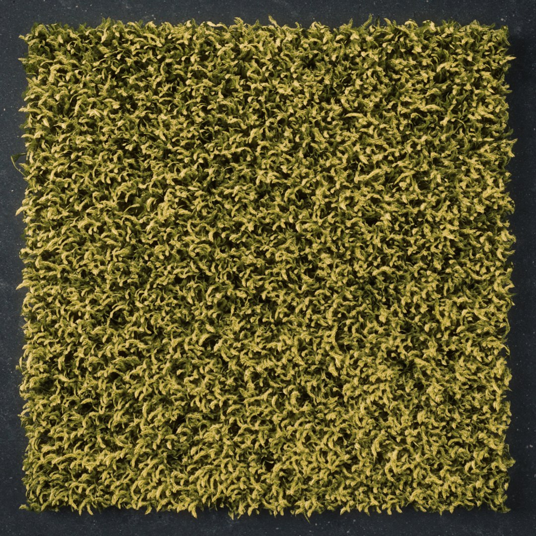 3D Moss Square Model - TurboSquid 1535041