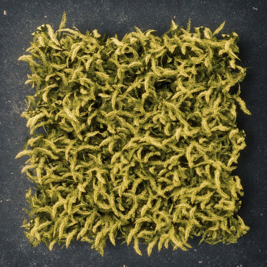 3D Moss Square Model - TurboSquid 1535041