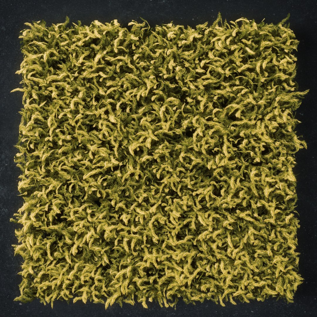 3D Moss Square Model - TurboSquid 1535041