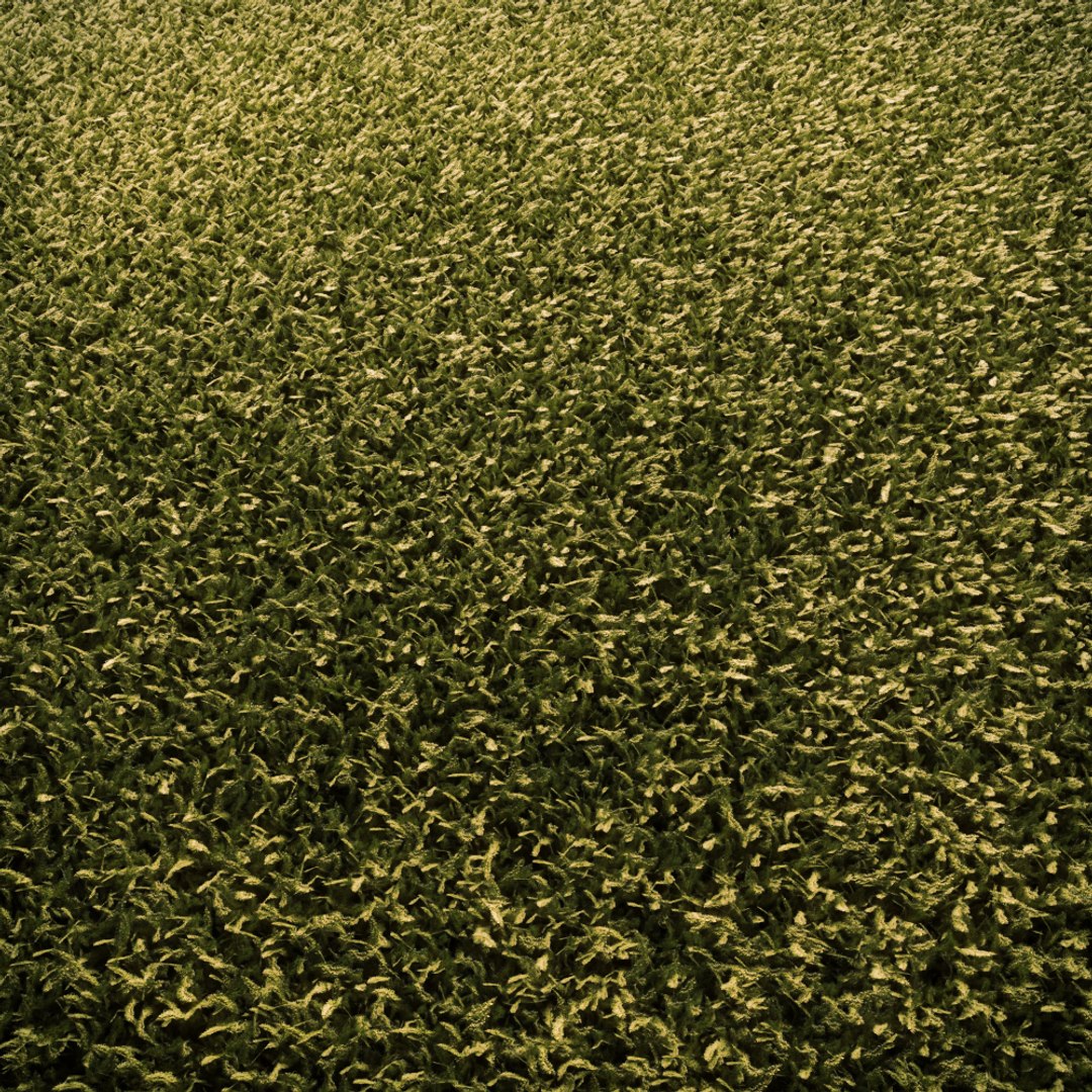 3D Moss Square Model - TurboSquid 1535041