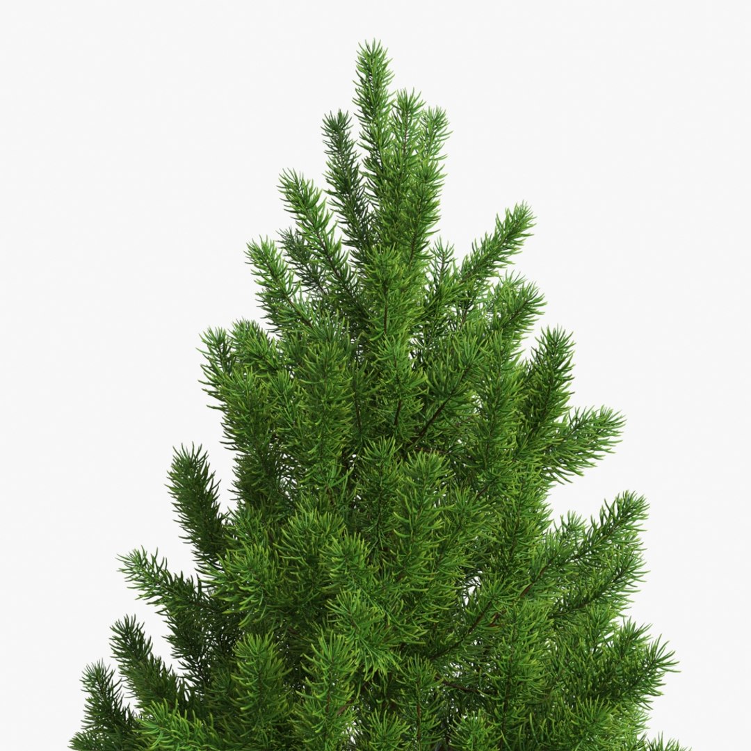 Fir Tree 3d Max