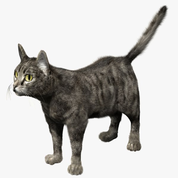 modelo 3d Gato - TurboSquid 704527