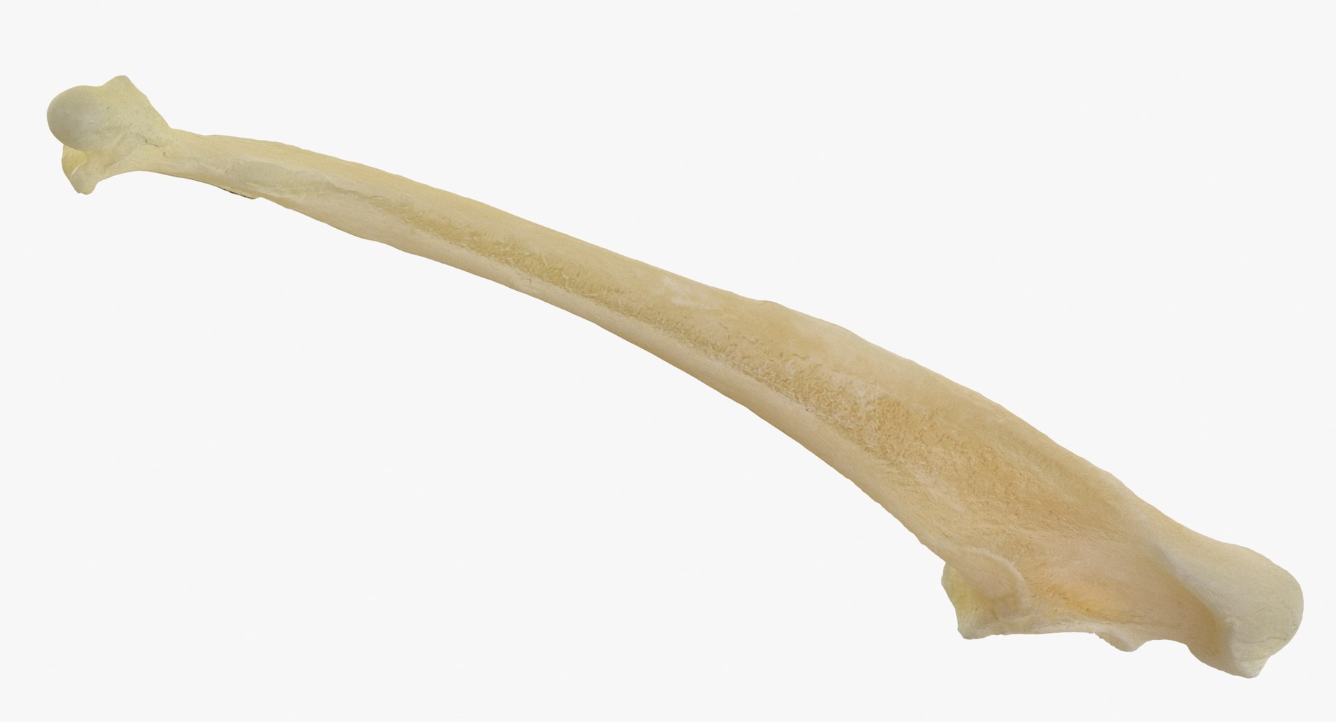 Pavian Monkey Male Ulna 3D Model - TurboSquid 1587080