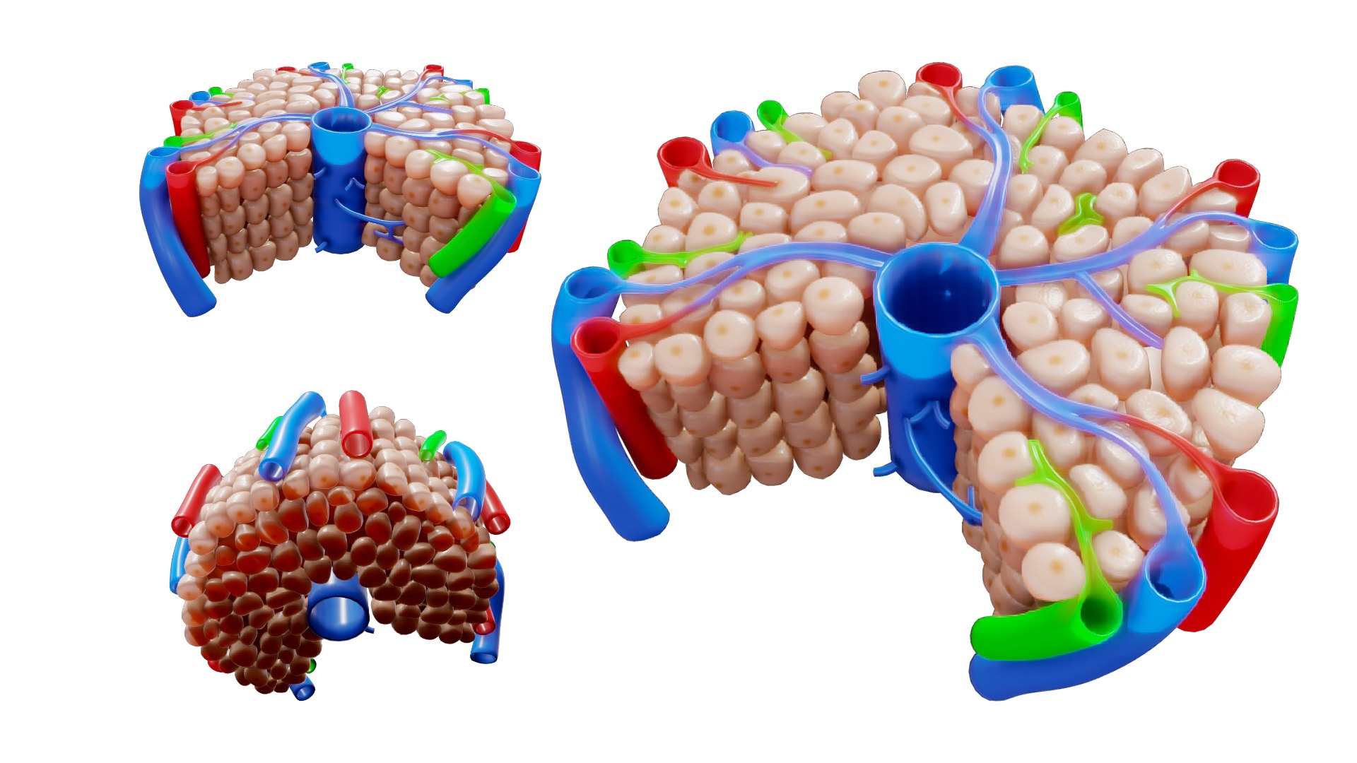 Hepatic Lobule Anatomy 3D - TurboSquid 2134398