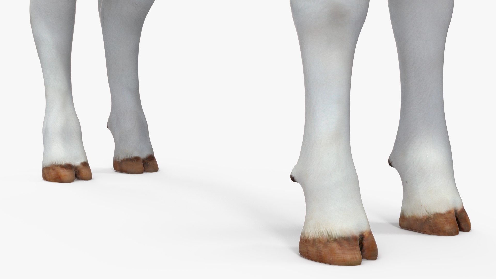 Cow Calf 3D Model - TurboSquid 2258997