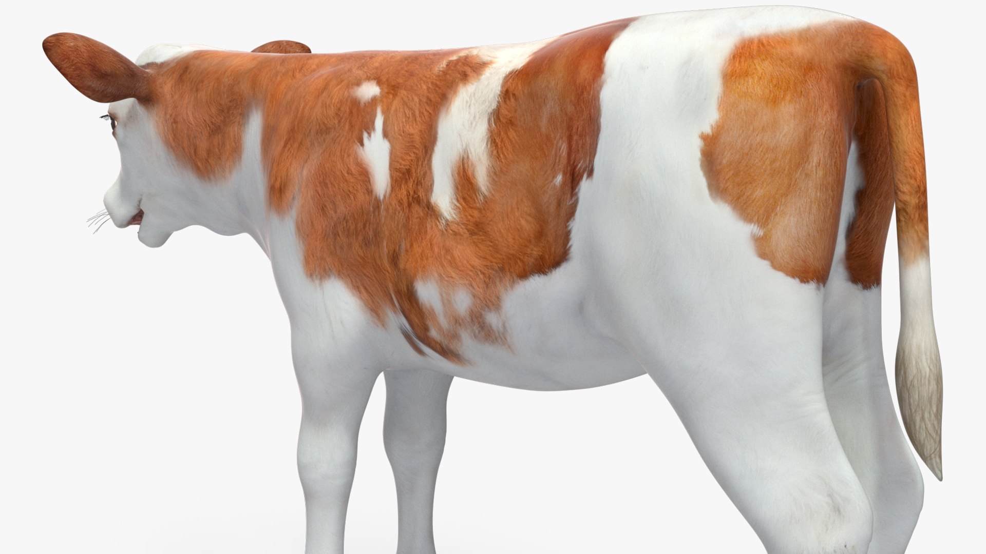 Cow Calf 3D Model - TurboSquid 2258997