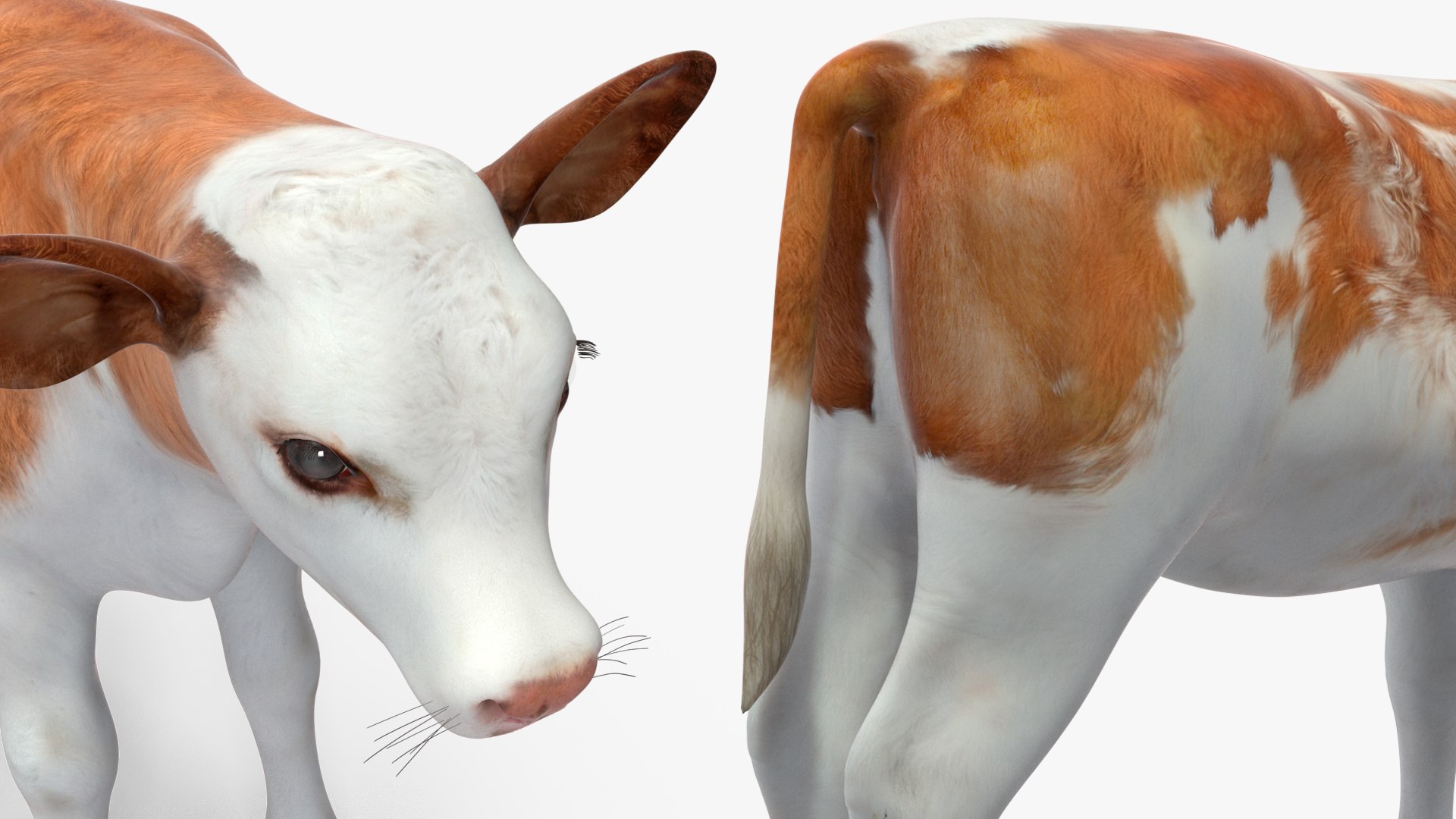 Cow Calf 3D Model - TurboSquid 2258997