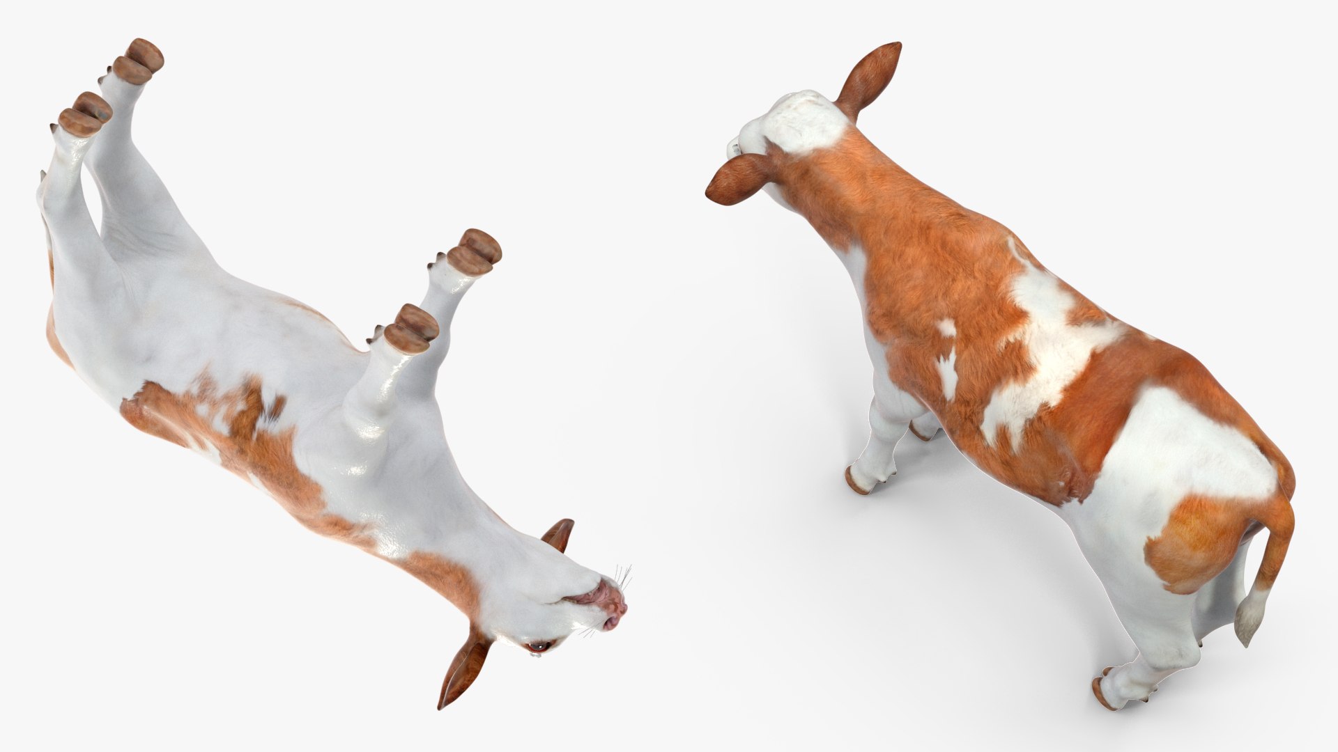 Cow Calf 3D Model - TurboSquid 2258997