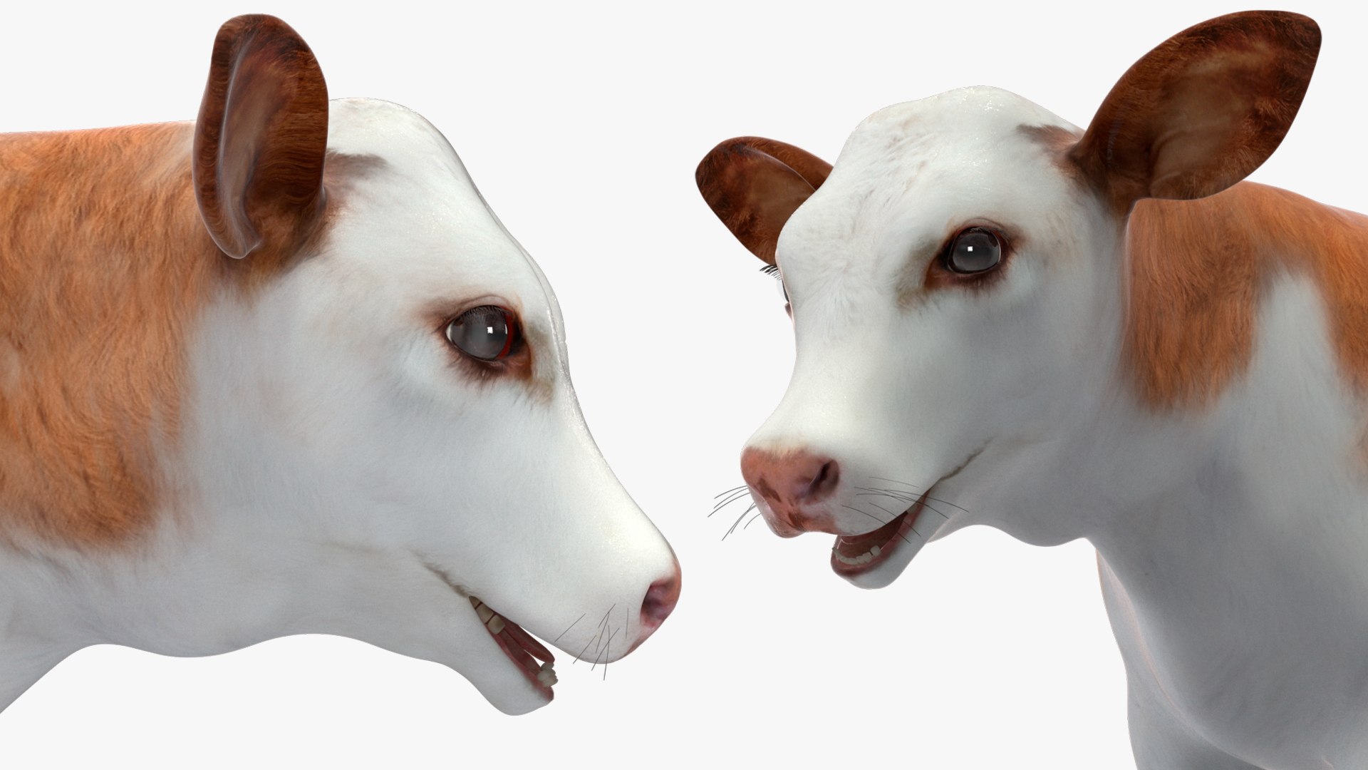 Cow Calf 3D Model - TurboSquid 2258997