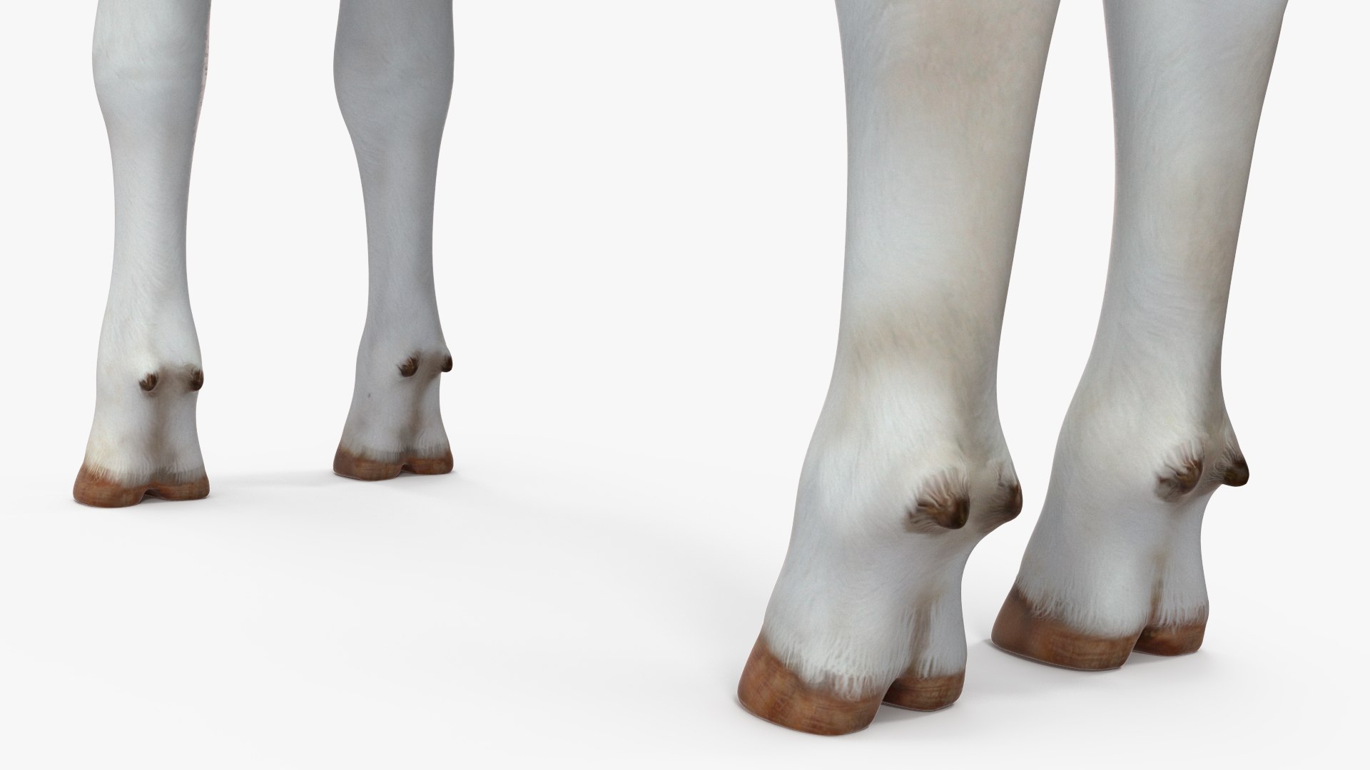 Cow Calf 3D Model - TurboSquid 2258997