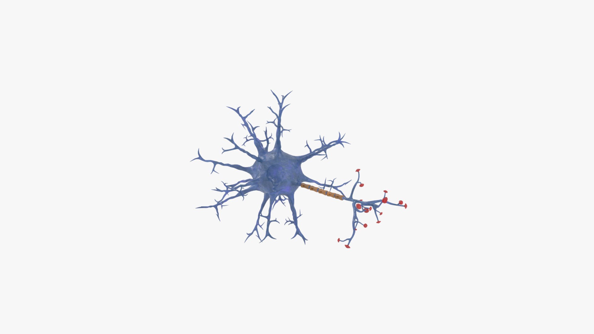 Neuron 3D model - TurboSquid 2001236