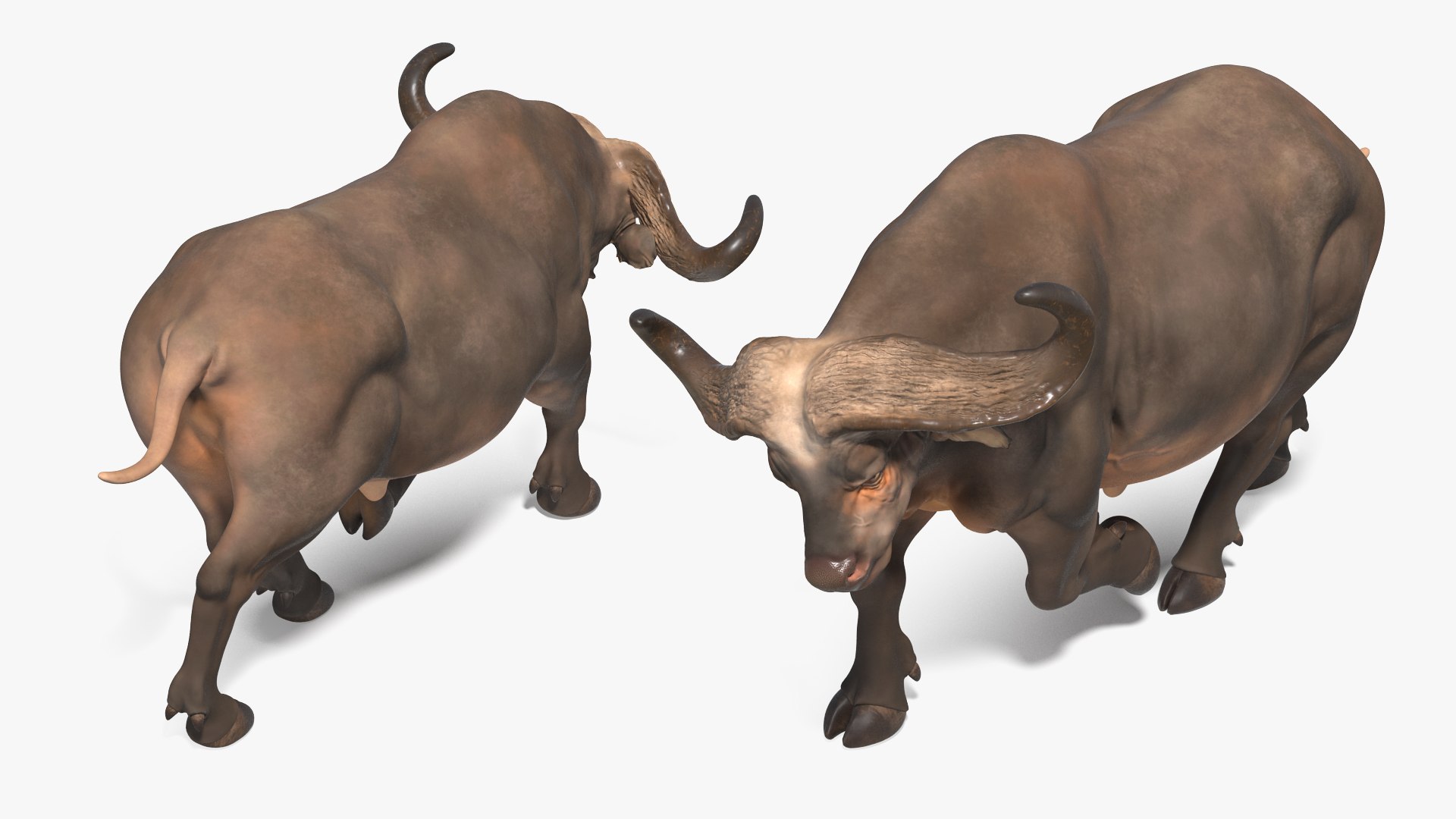 3D African Buffalo Attacking Pose Model - TurboSquid 1560658