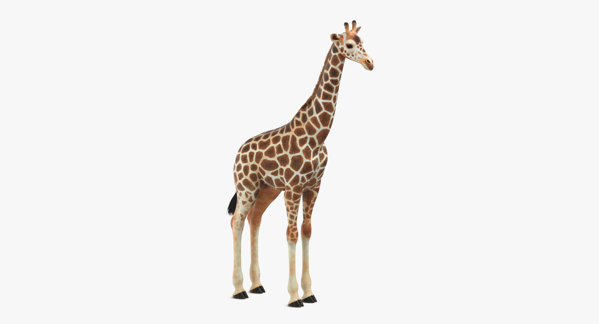 3D Giraffe Photorealistic - TurboSquid 1359082