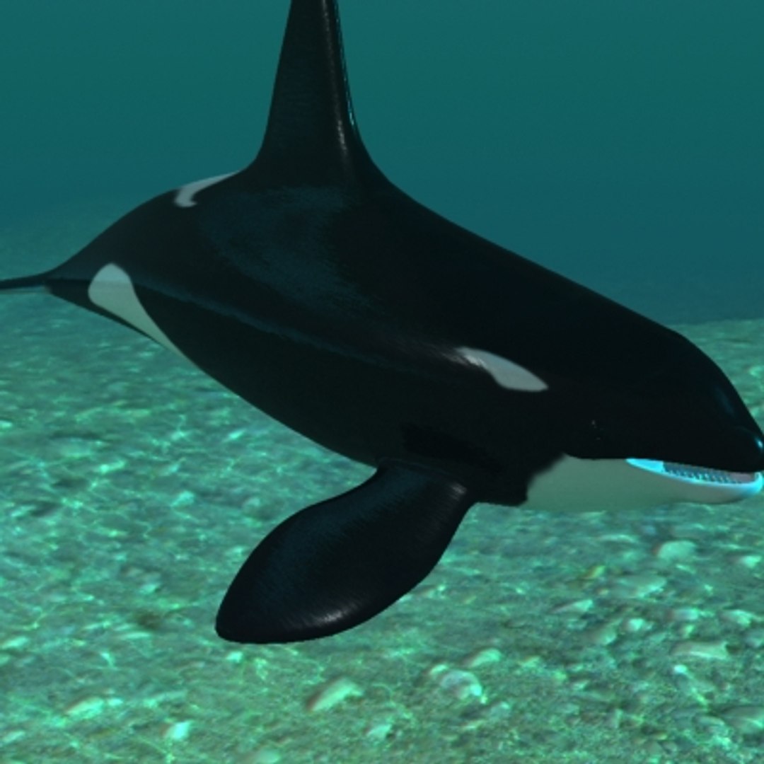 3d Realistic Orca Whale