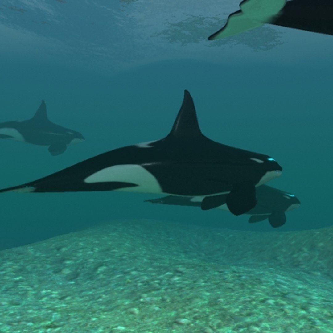 3d Realistic Orca Whale