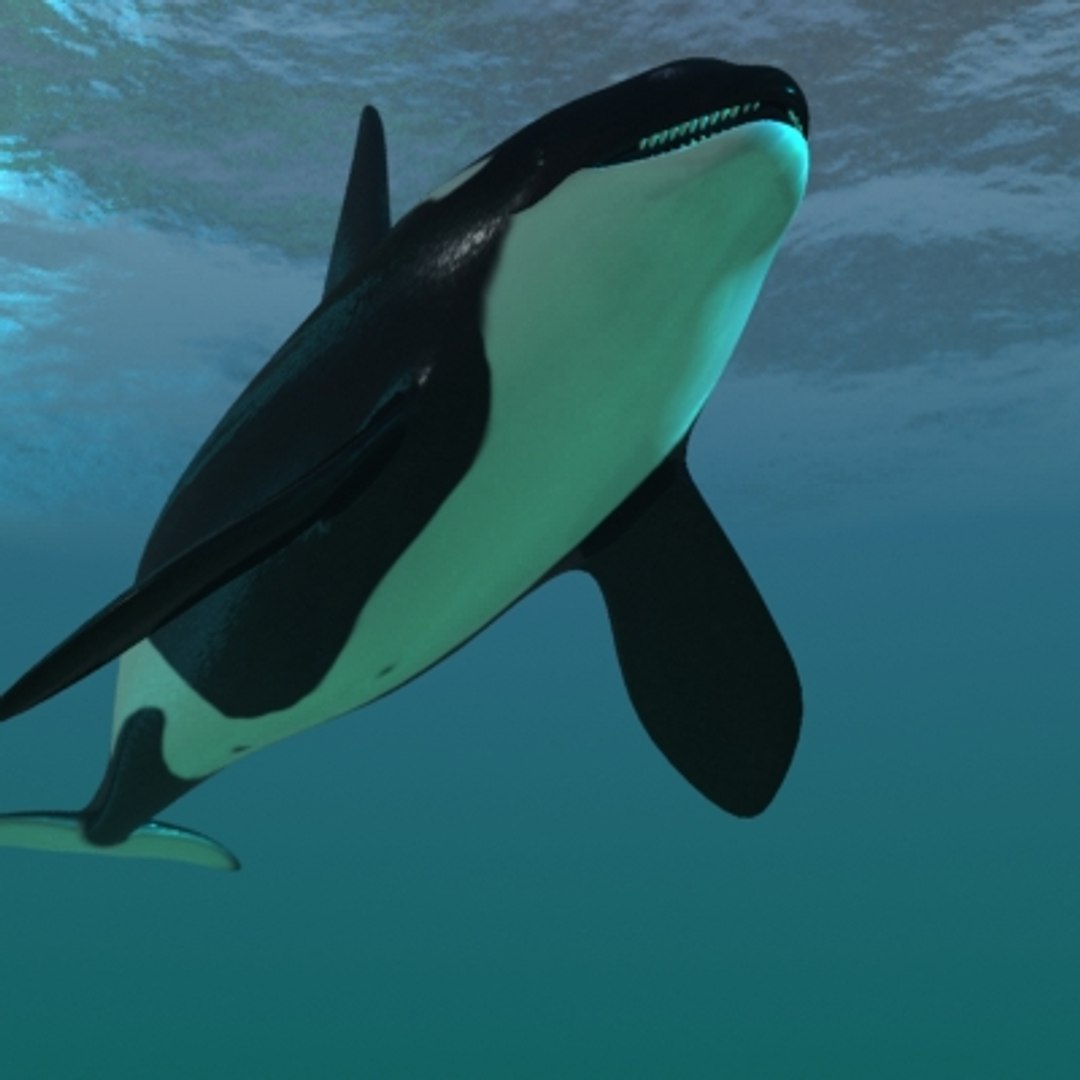 3d Realistic Orca Whale