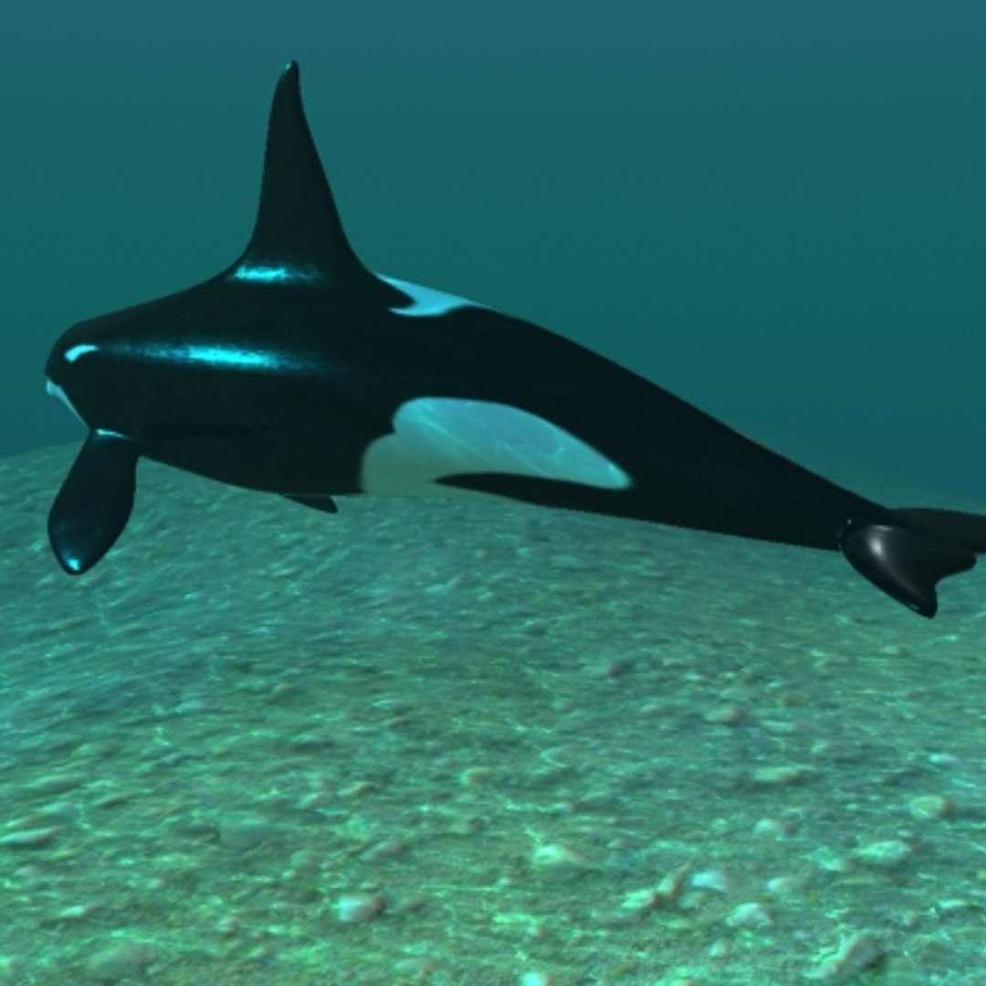 3d Realistic Orca Whale