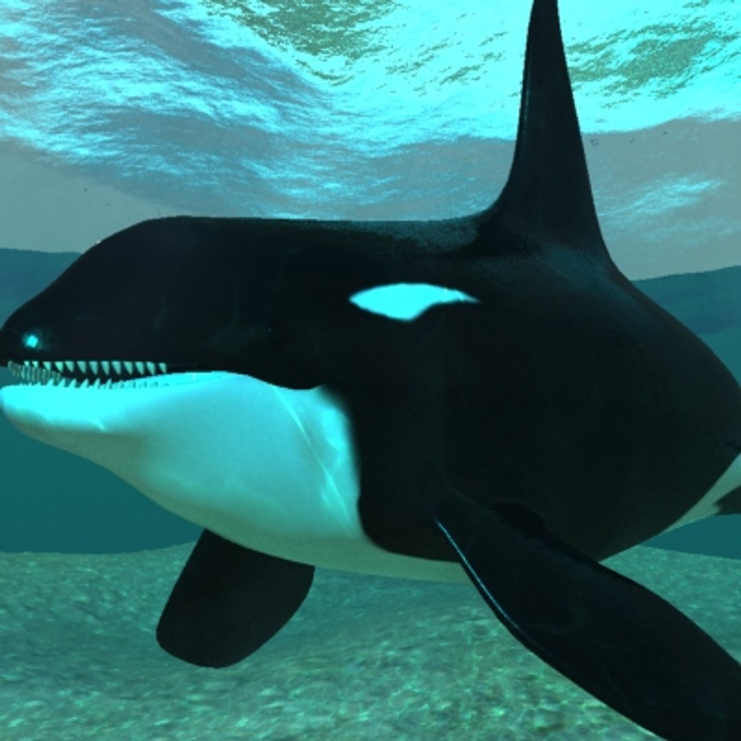 3d Realistic Orca Whale