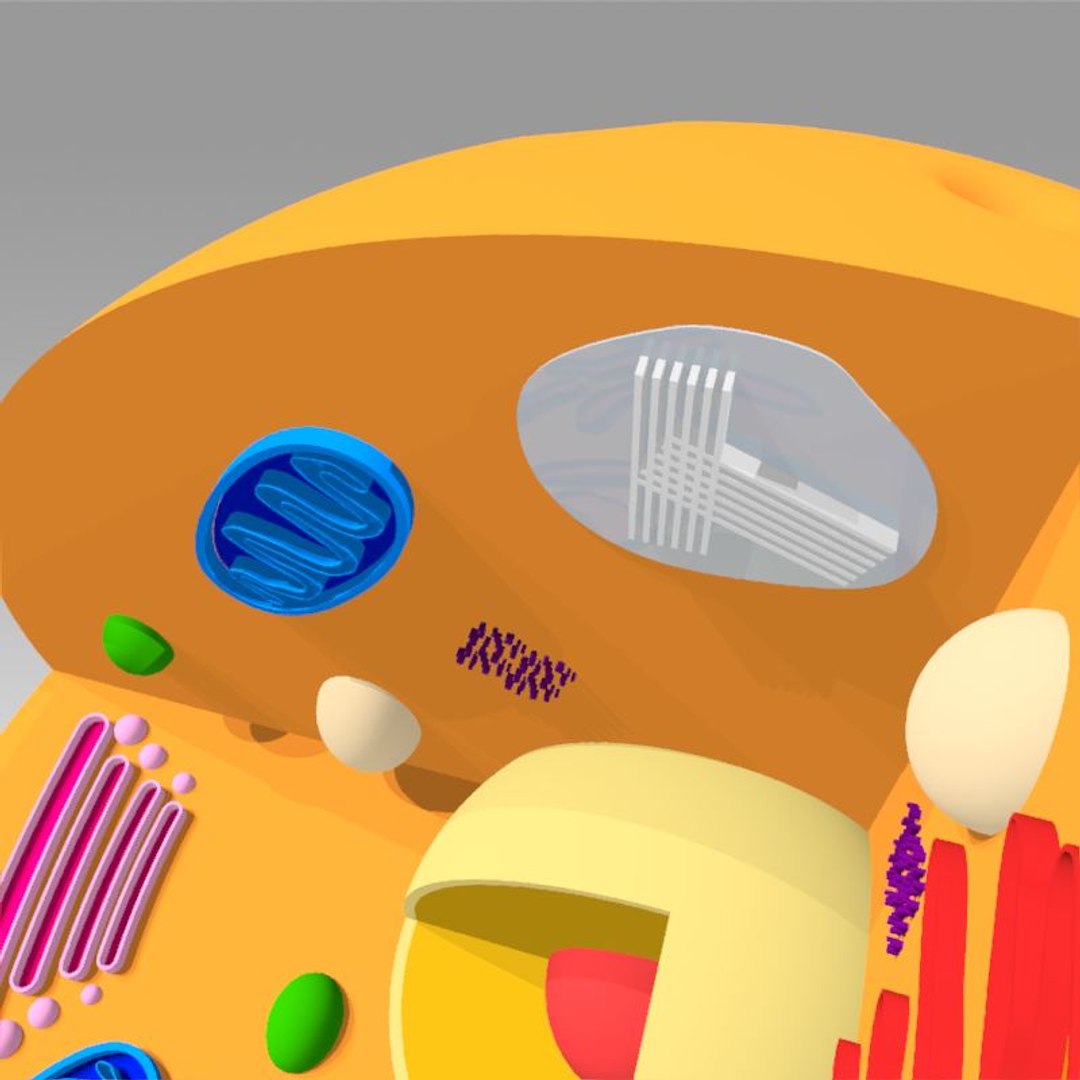 Animal Cell Model - TurboSquid 1305646