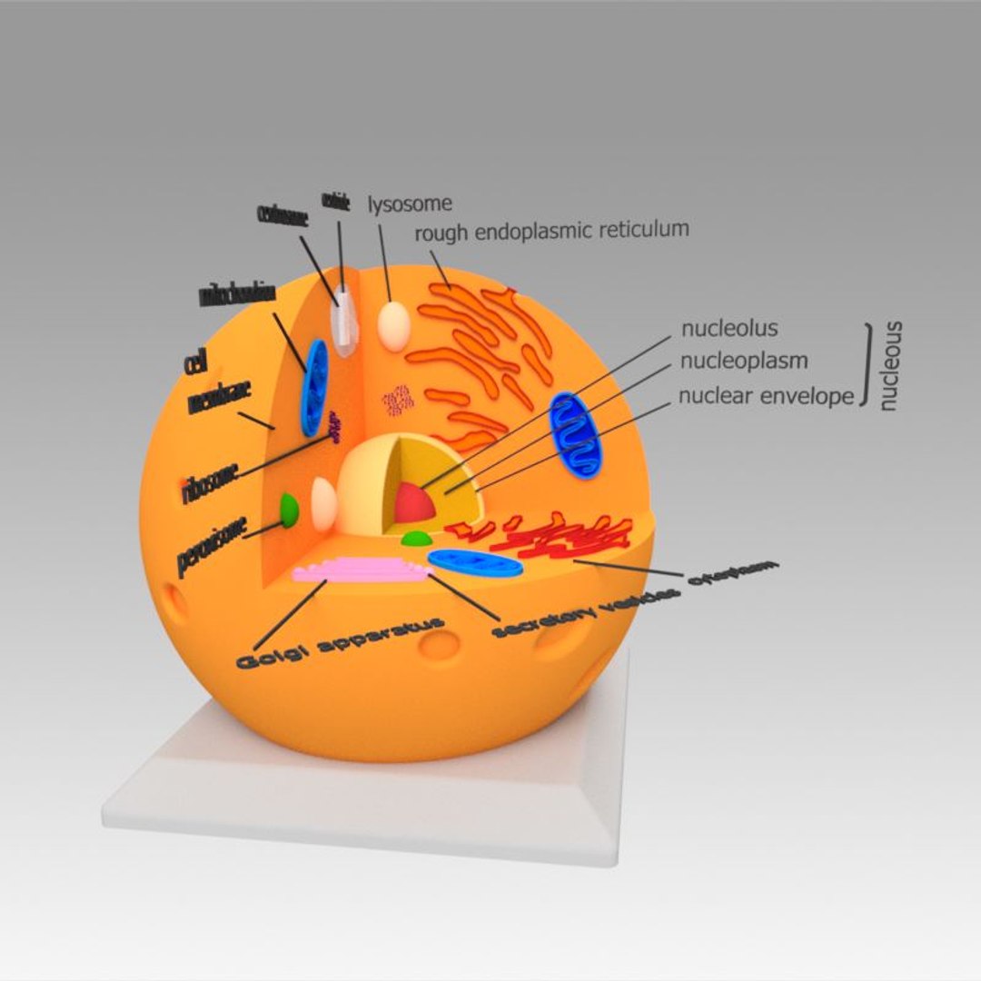 Animal Cell Model - TurboSquid 1305646