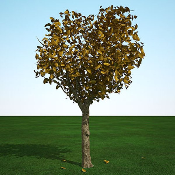 fall cedar elm 3d model