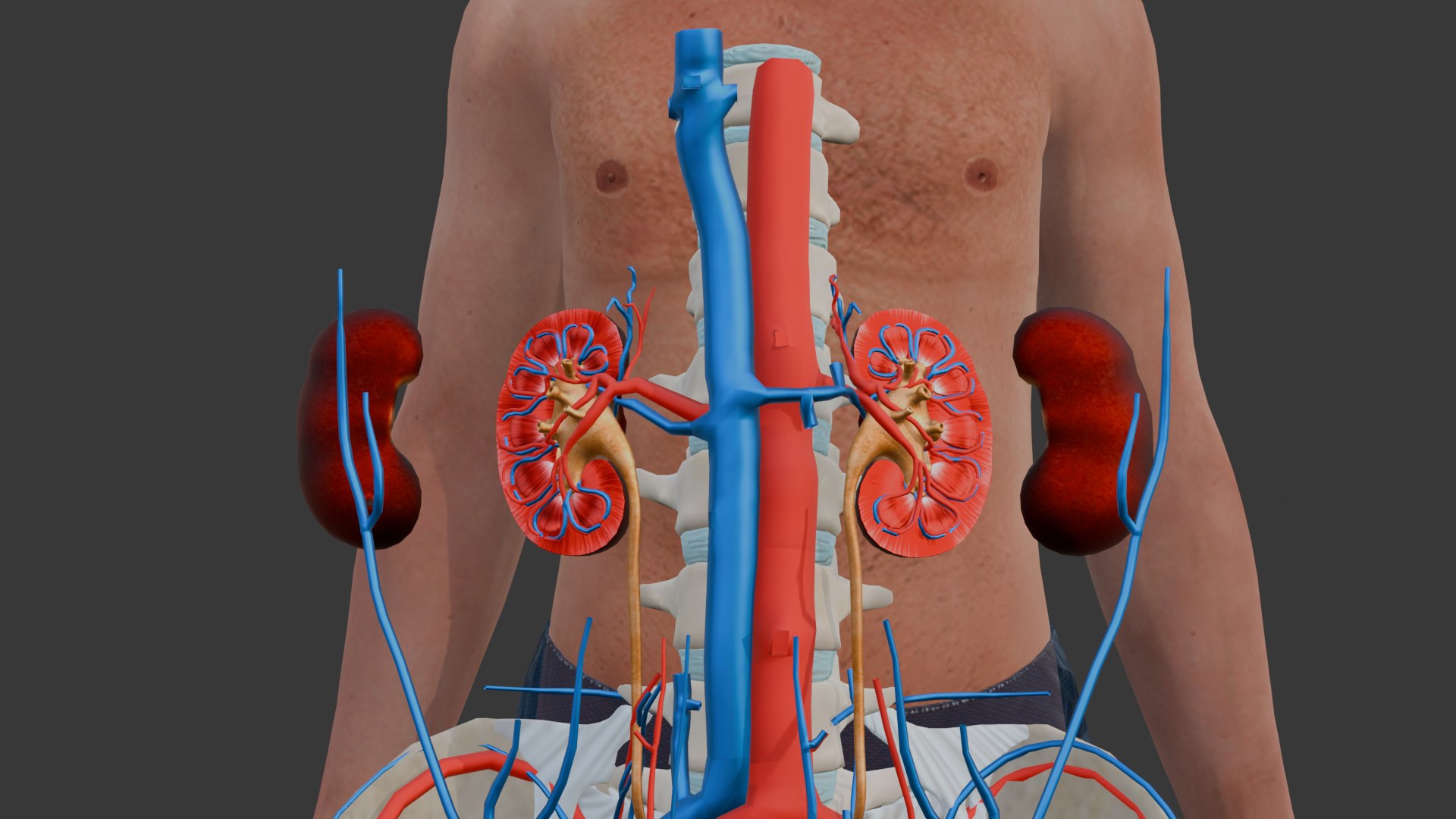 High Quality Male Reproductive And Urinary System Animated 3D Model ...