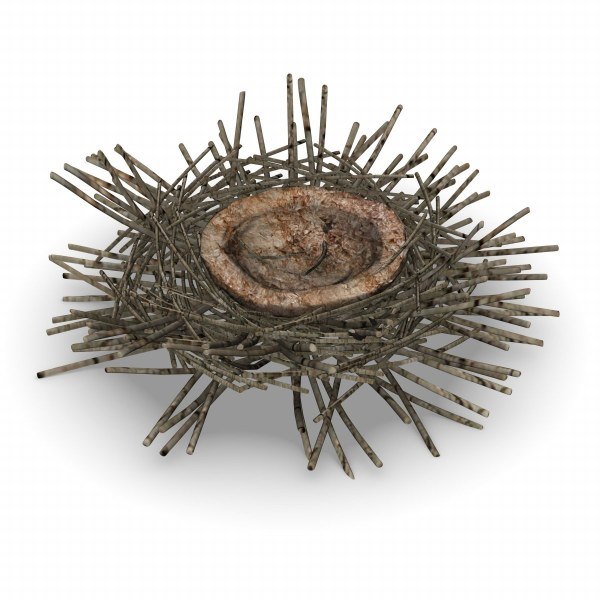 3D Magpie Models | TurboSquid