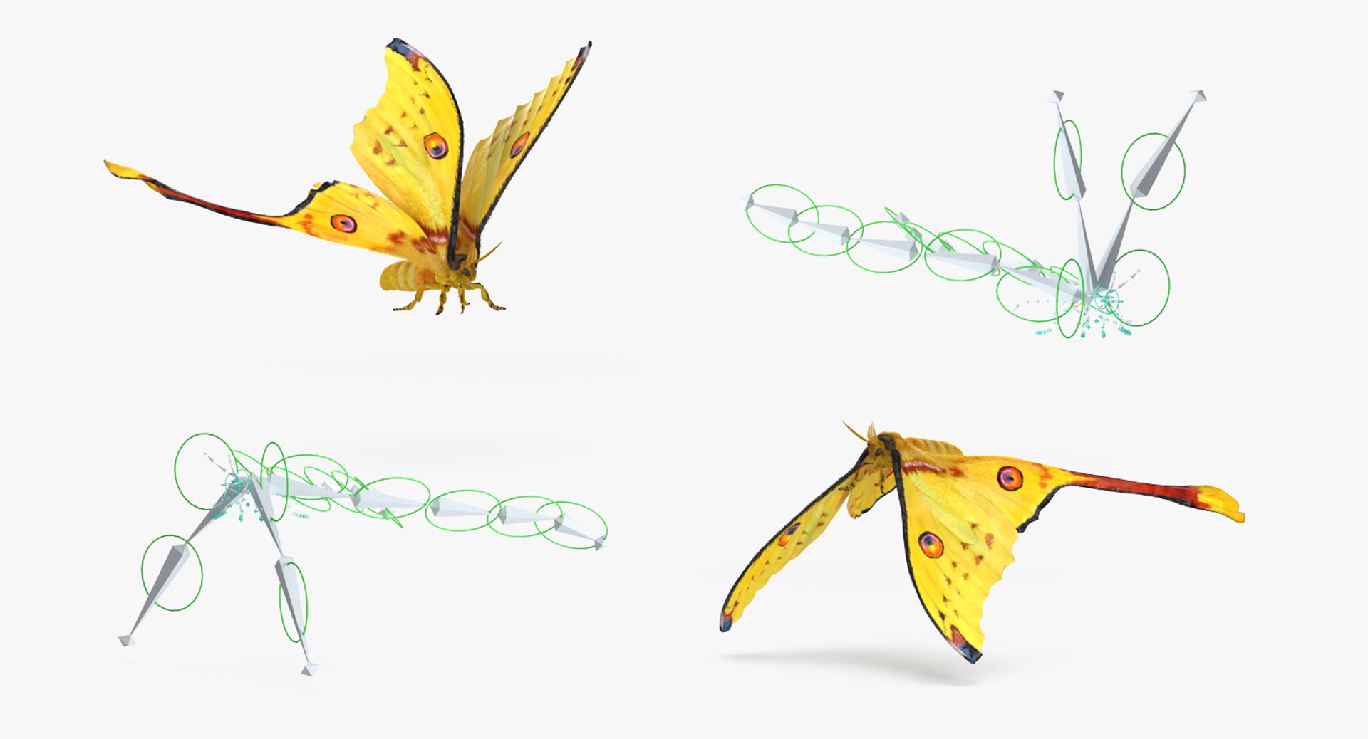 3D rigged moths - TurboSquid 1221873