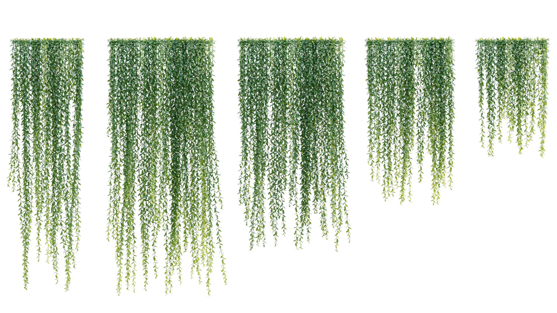 Curtain Creeper 3D - TurboSquid 1779293