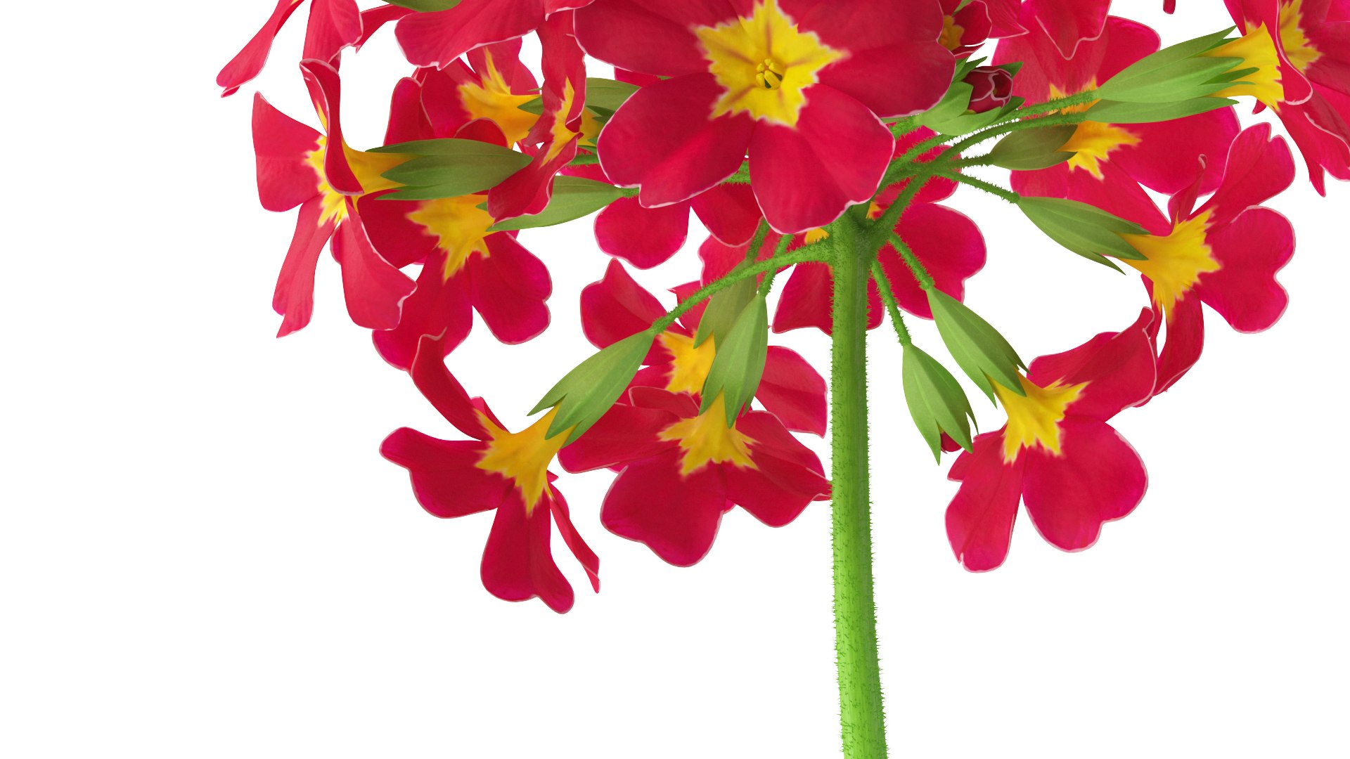 3D Model Red Flowering Plants Collection - TurboSquid 2118753