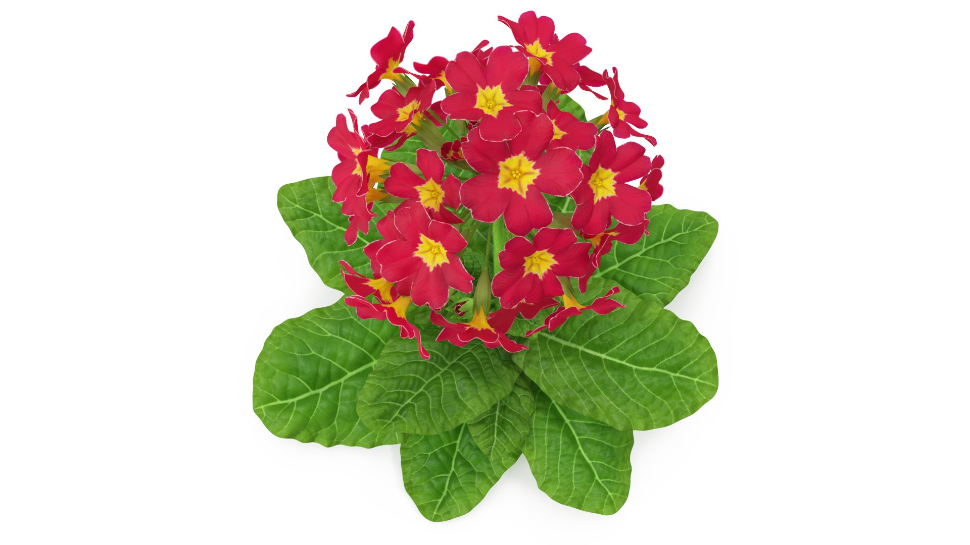 3D Model Red Flowering Plants Collection - TurboSquid 2118753