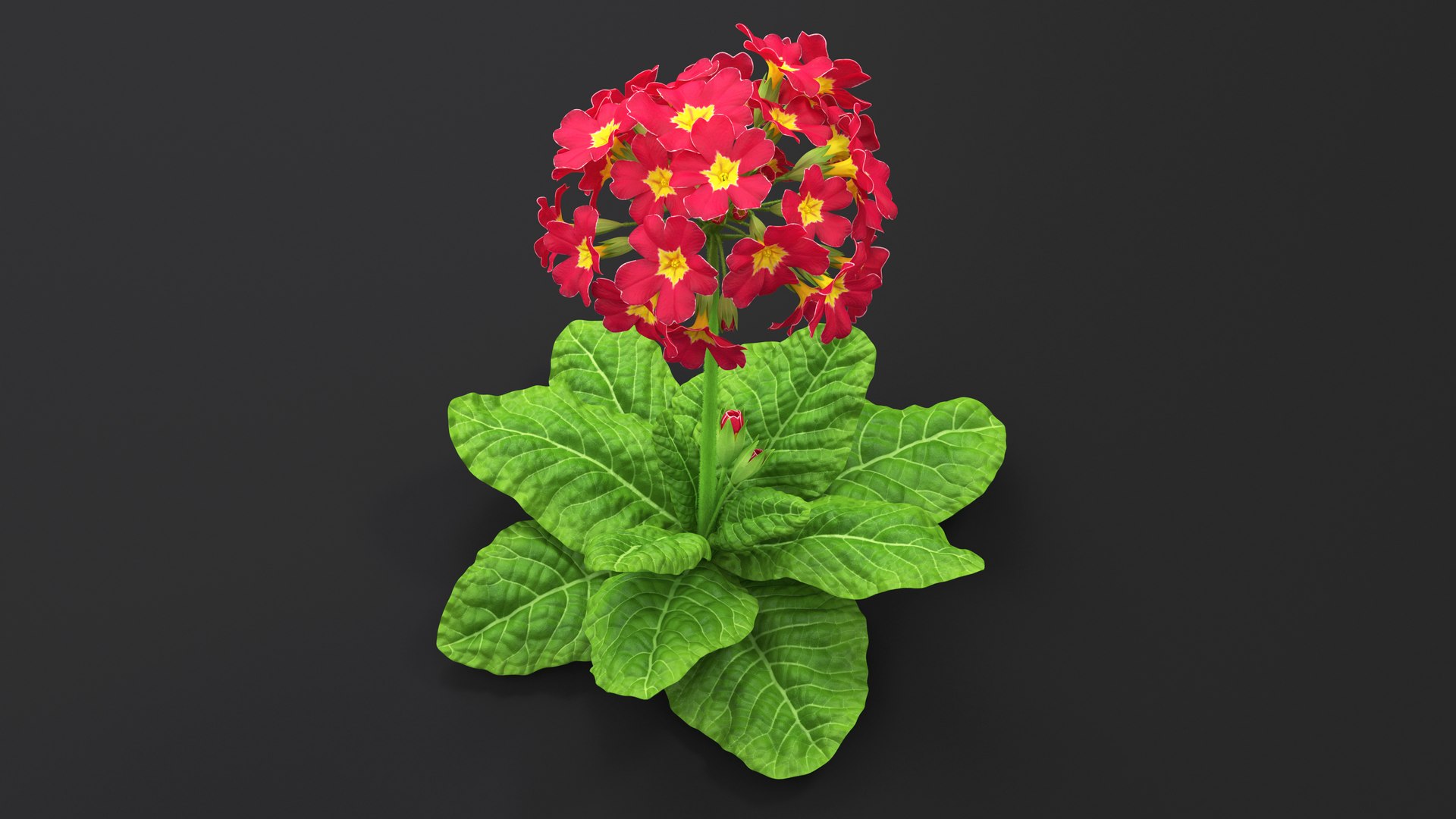 3D Model Red Flowering Plants Collection - TurboSquid 2118753