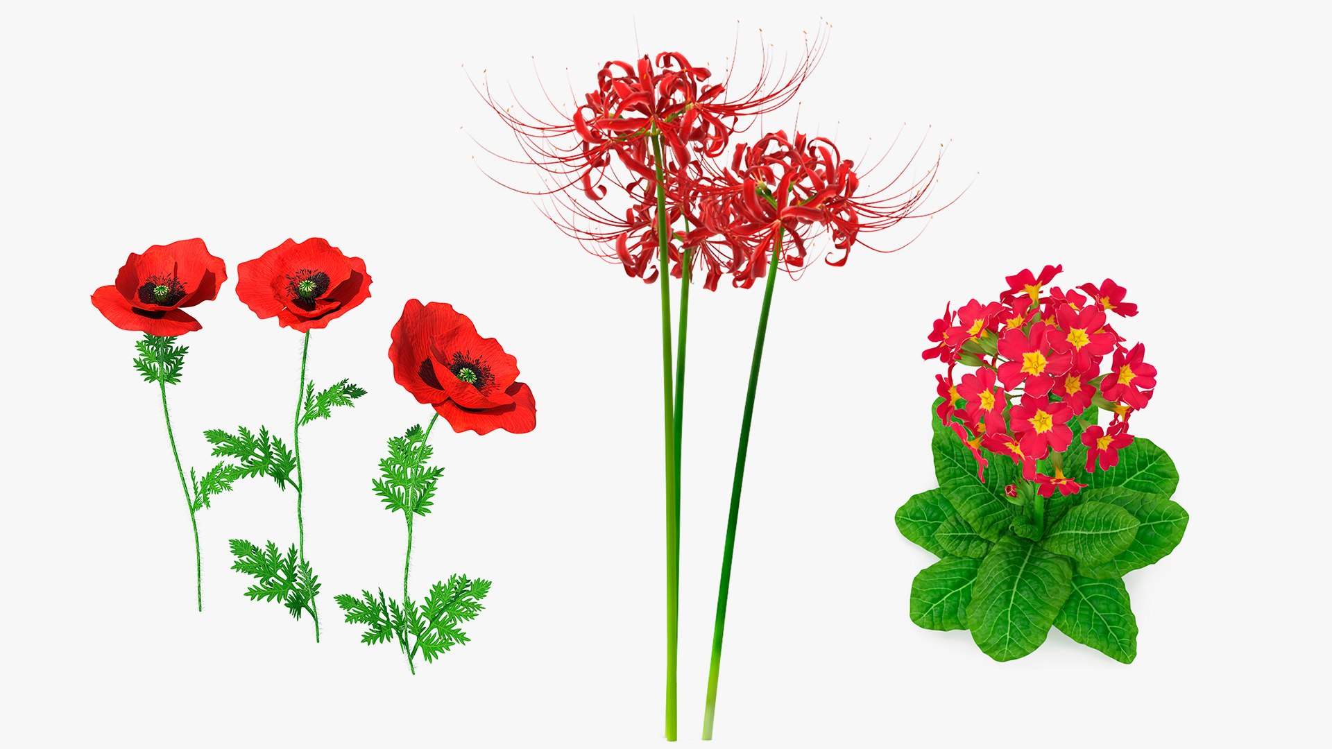 3D Model Red Flowering Plants Collection - TurboSquid 2118753