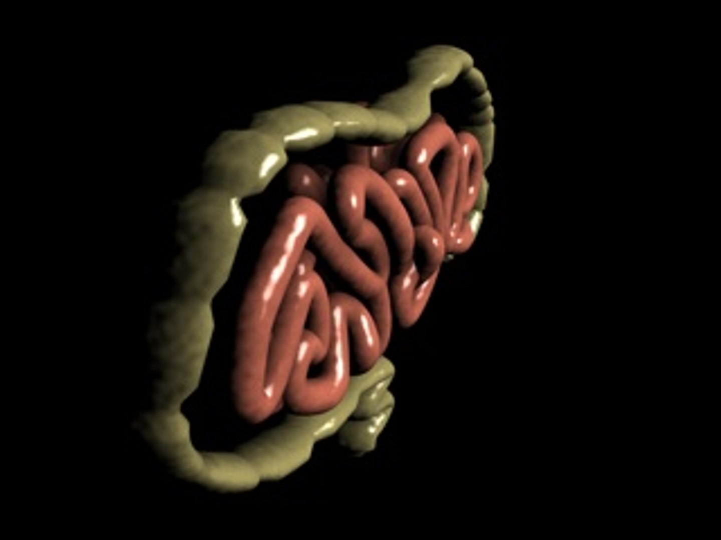 Intestines Small 3d 3ds