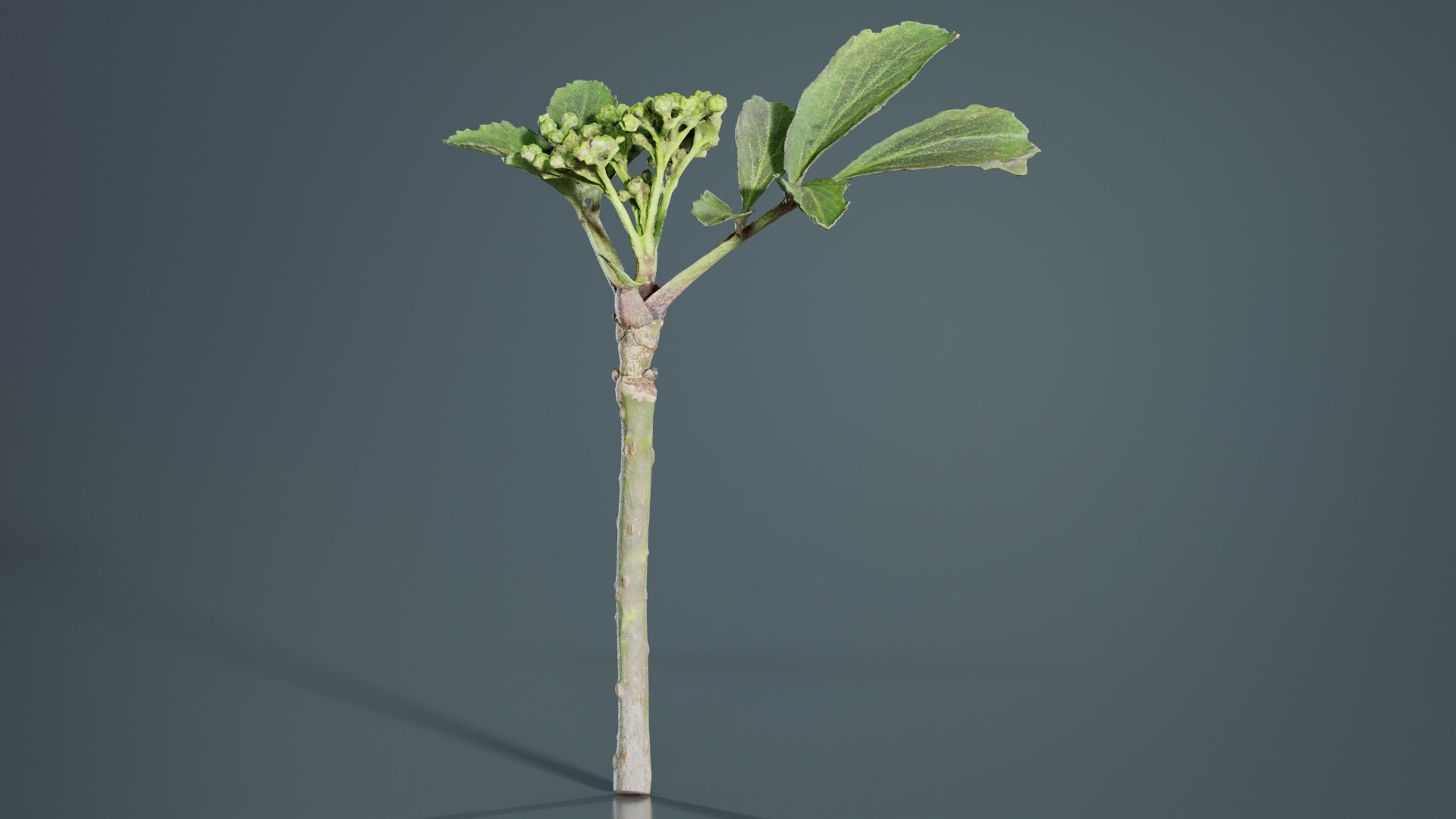 Sambucus Racemosa Red Elderberry Viburnaceae Sprout 1 Remastered 3D ...