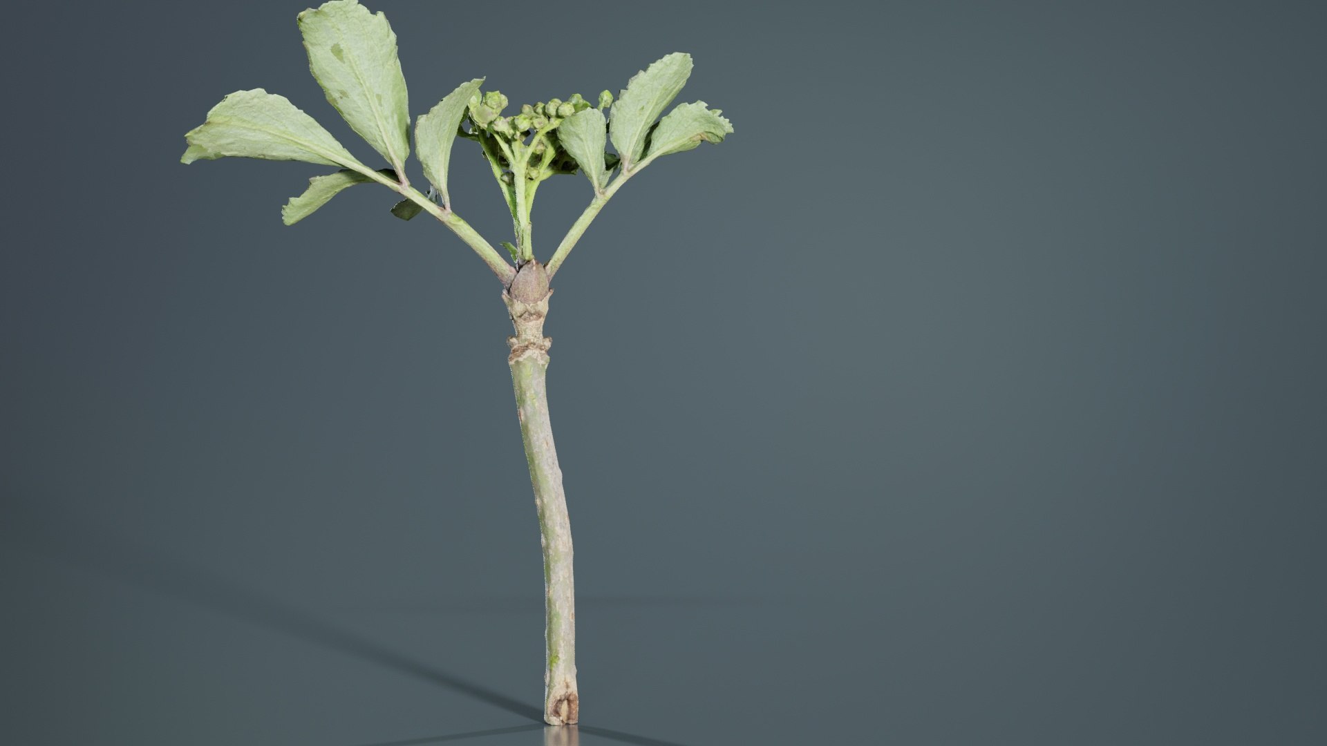 Sambucus Racemosa Red Elderberry Viburnaceae Sprout 1 Remastered 3D ...