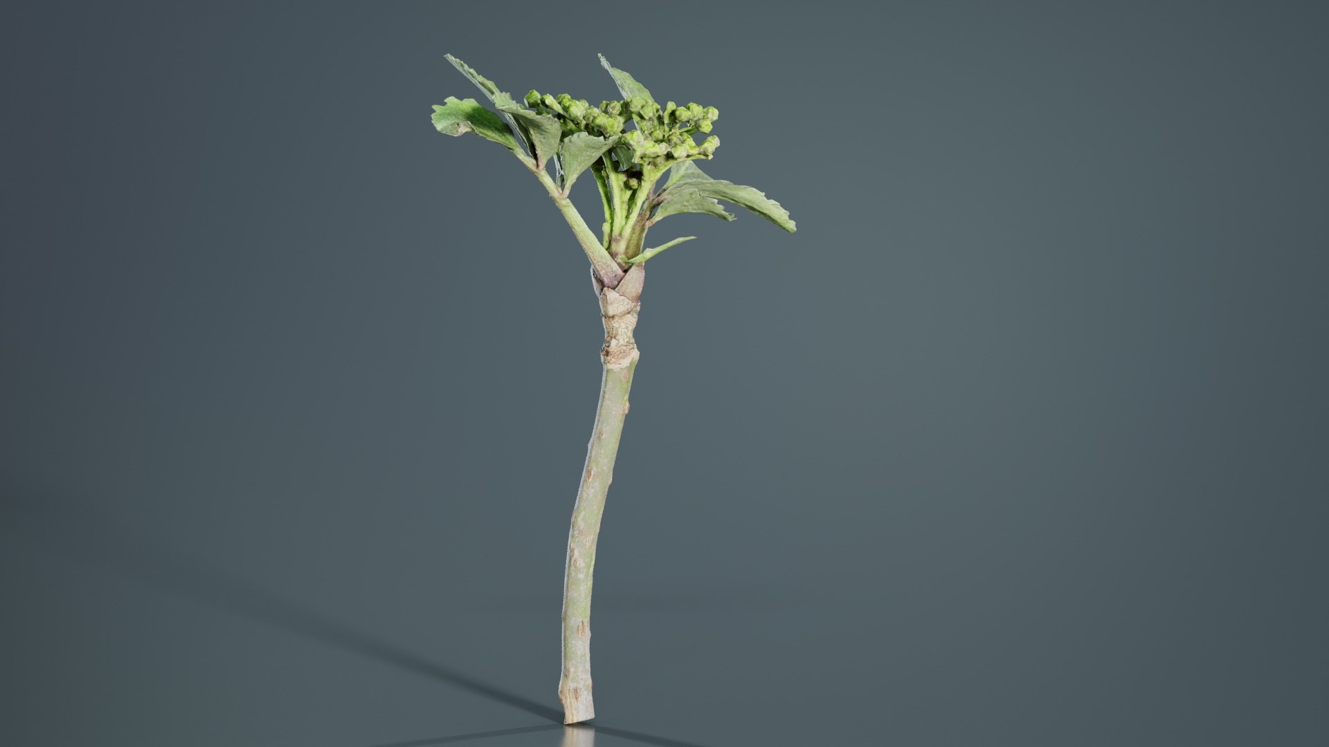 Sambucus Racemosa Red Elderberry Viburnaceae Sprout 1 Remastered 3D ...