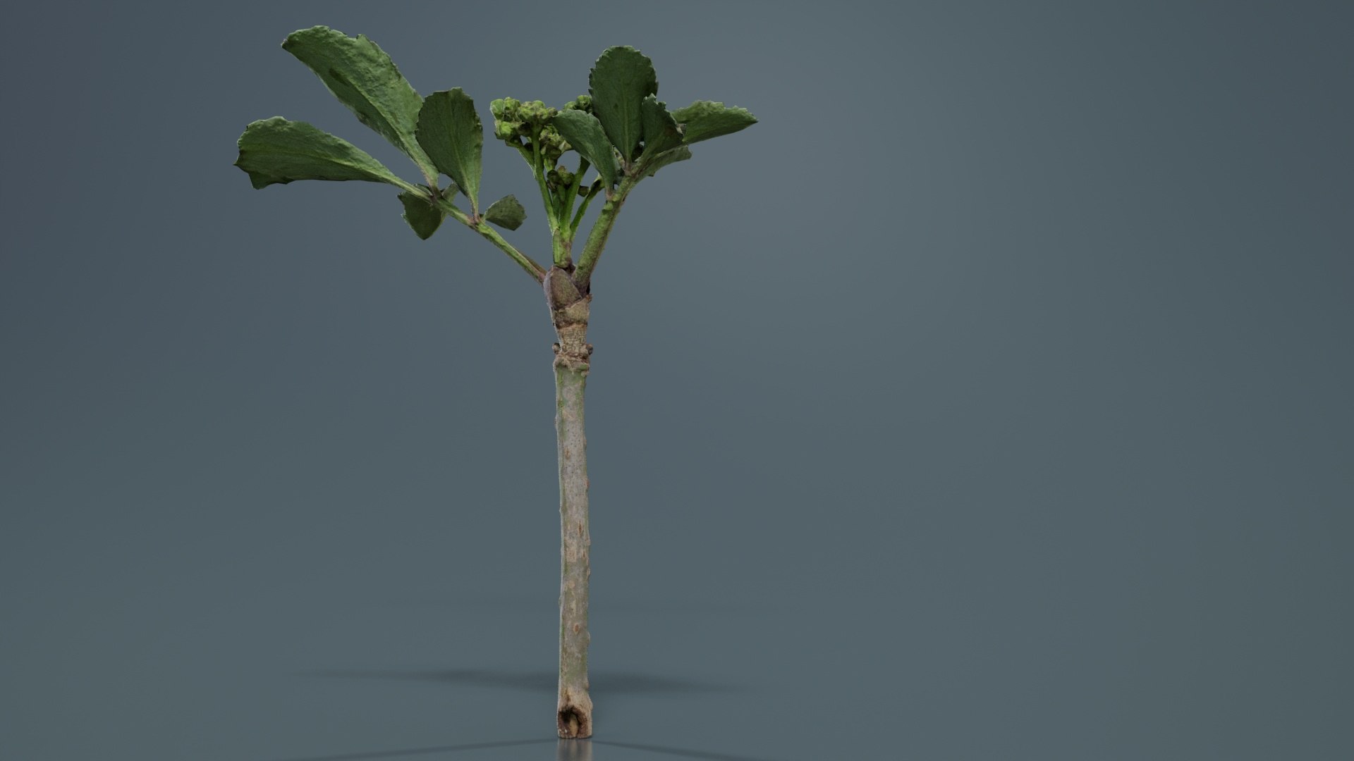 Sambucus Racemosa Red Elderberry Viburnaceae Sprout 1 Remastered 3D ...