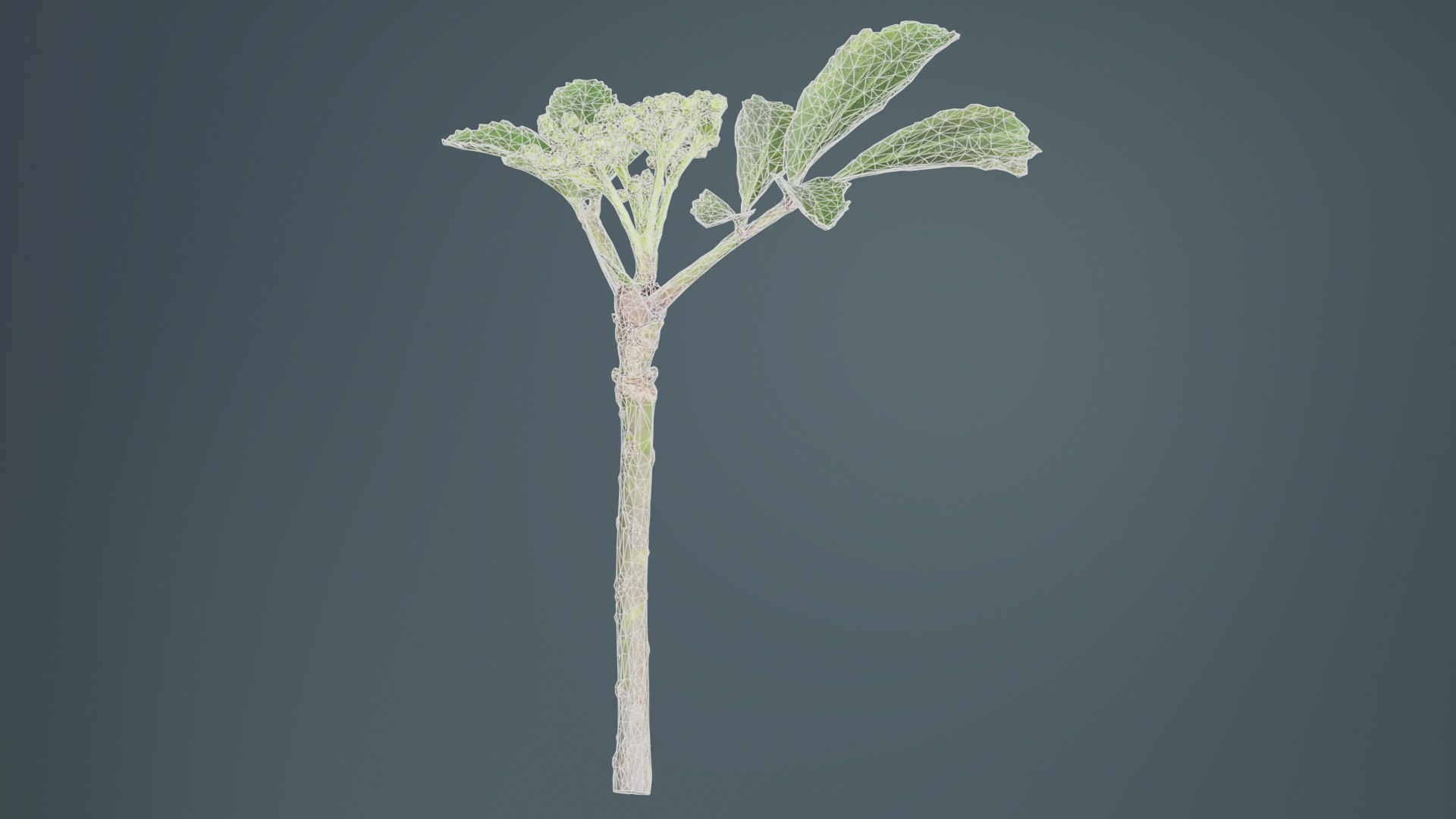 Sambucus Racemosa Red Elderberry Viburnaceae Sprout 1 Remastered 3D ...