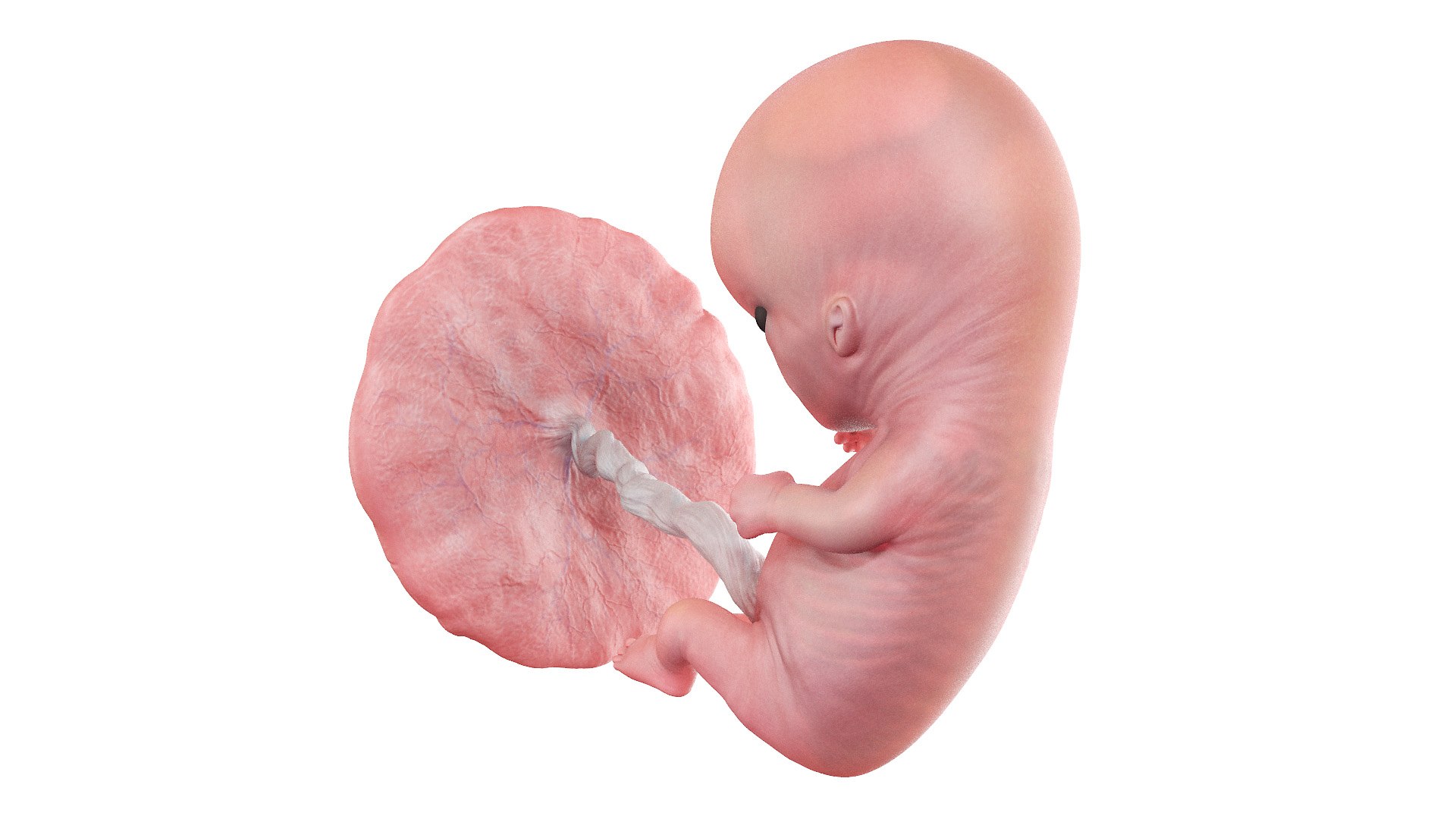 Fetus Anatomy Week 9 Static 3D Model - TurboSquid 1845357