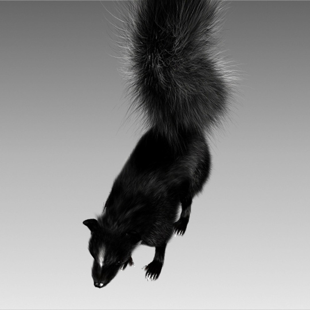 3dsmax White Stripes Skunk