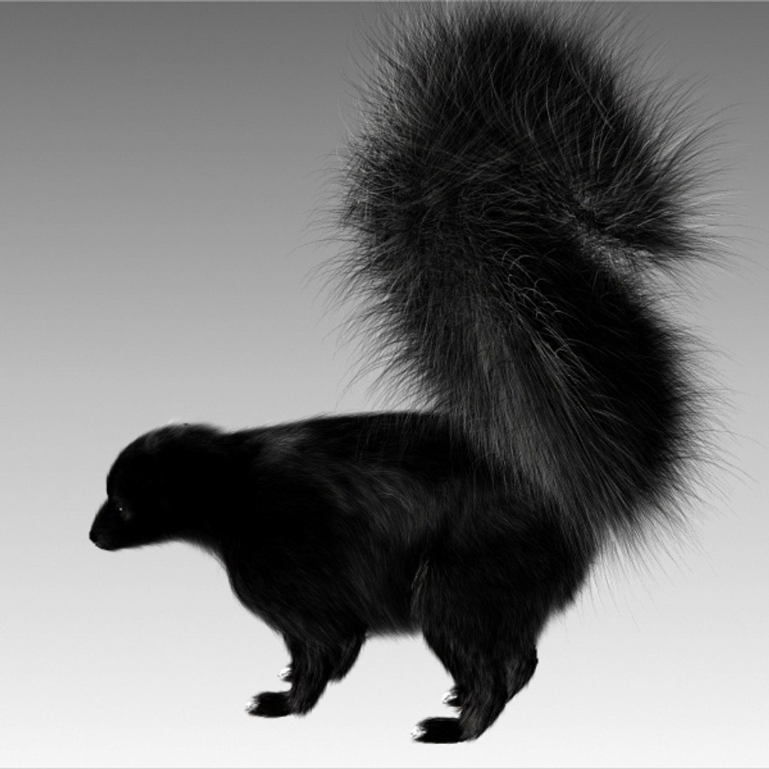 3dsmax White Stripes Skunk