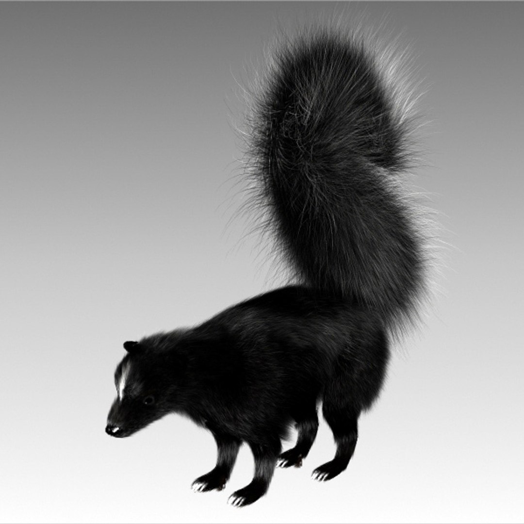 3dsmax White Stripes Skunk