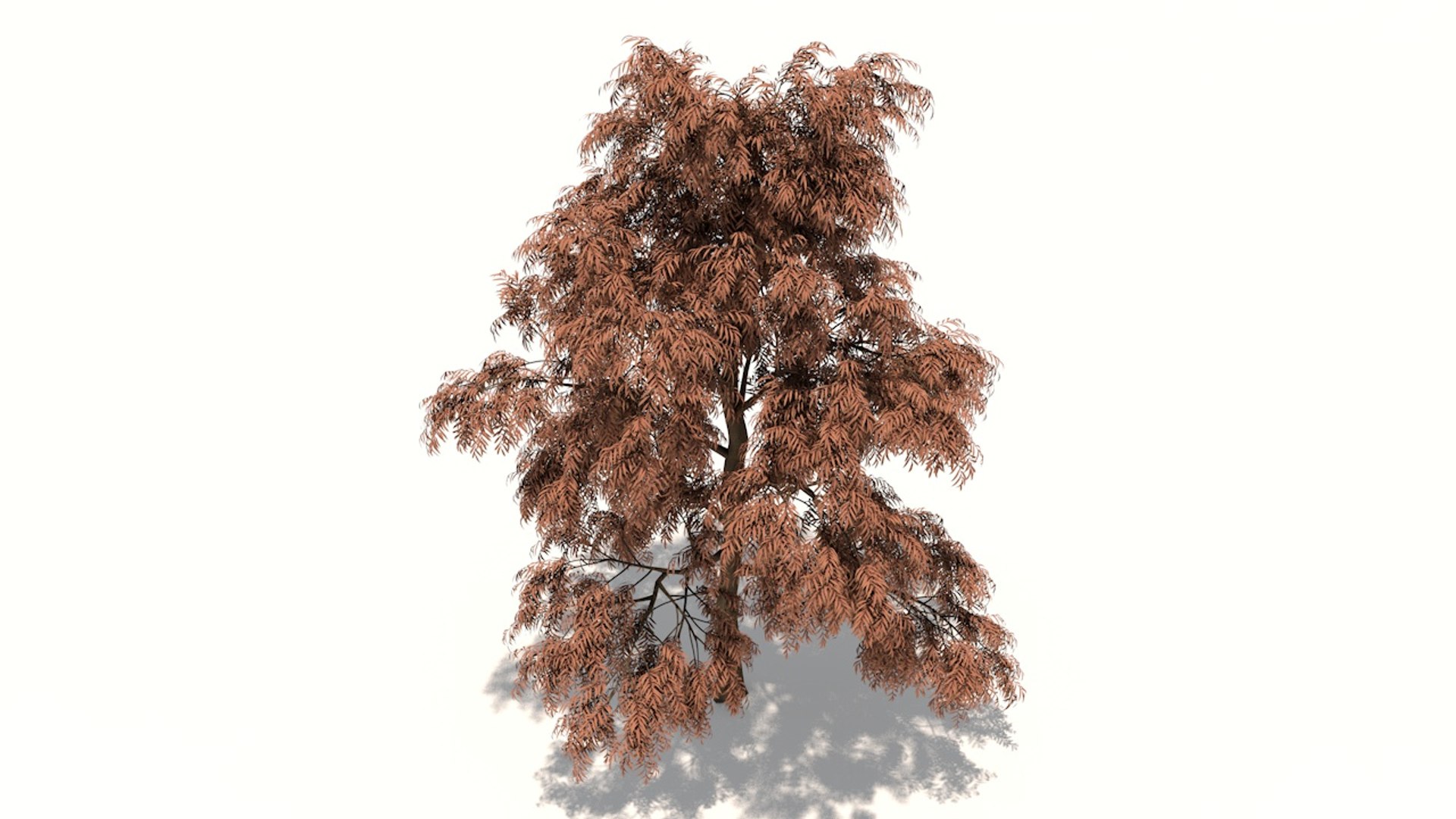 Delonix Tree 3D Model - TurboSquid 1386790