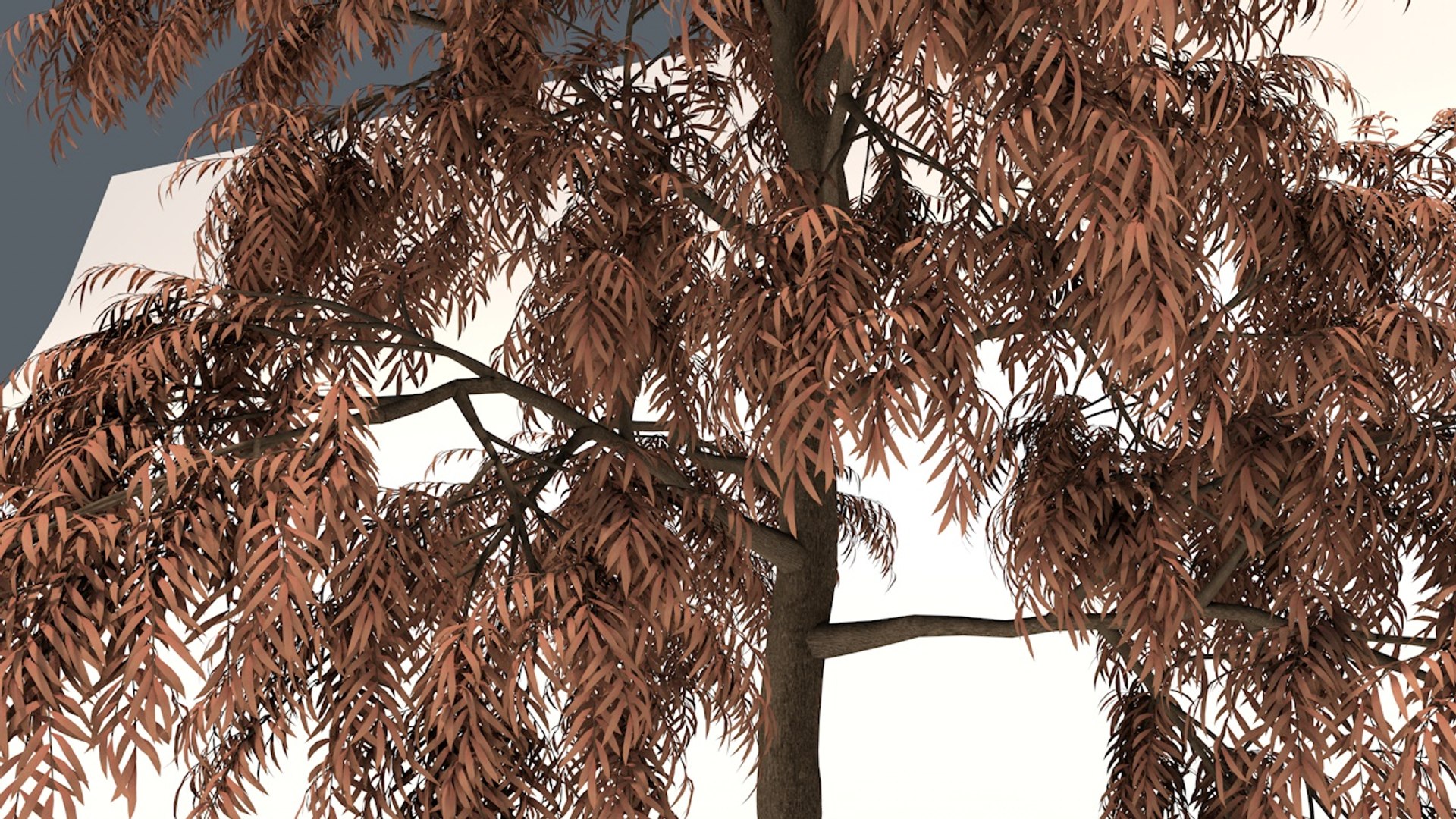 Delonix Tree 3D Model - TurboSquid 1386790